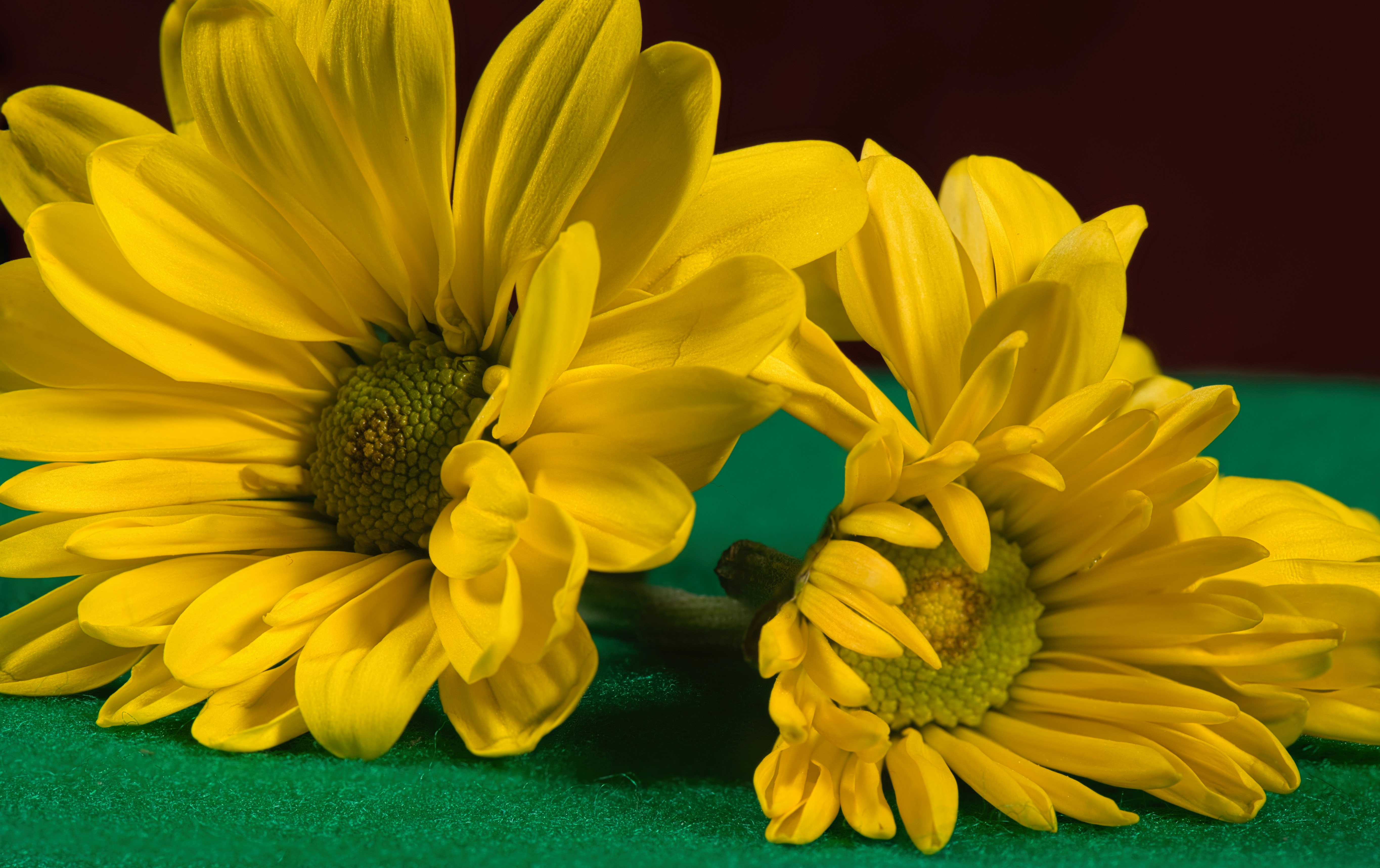 Golden Daisies Resting on Velvet Green
