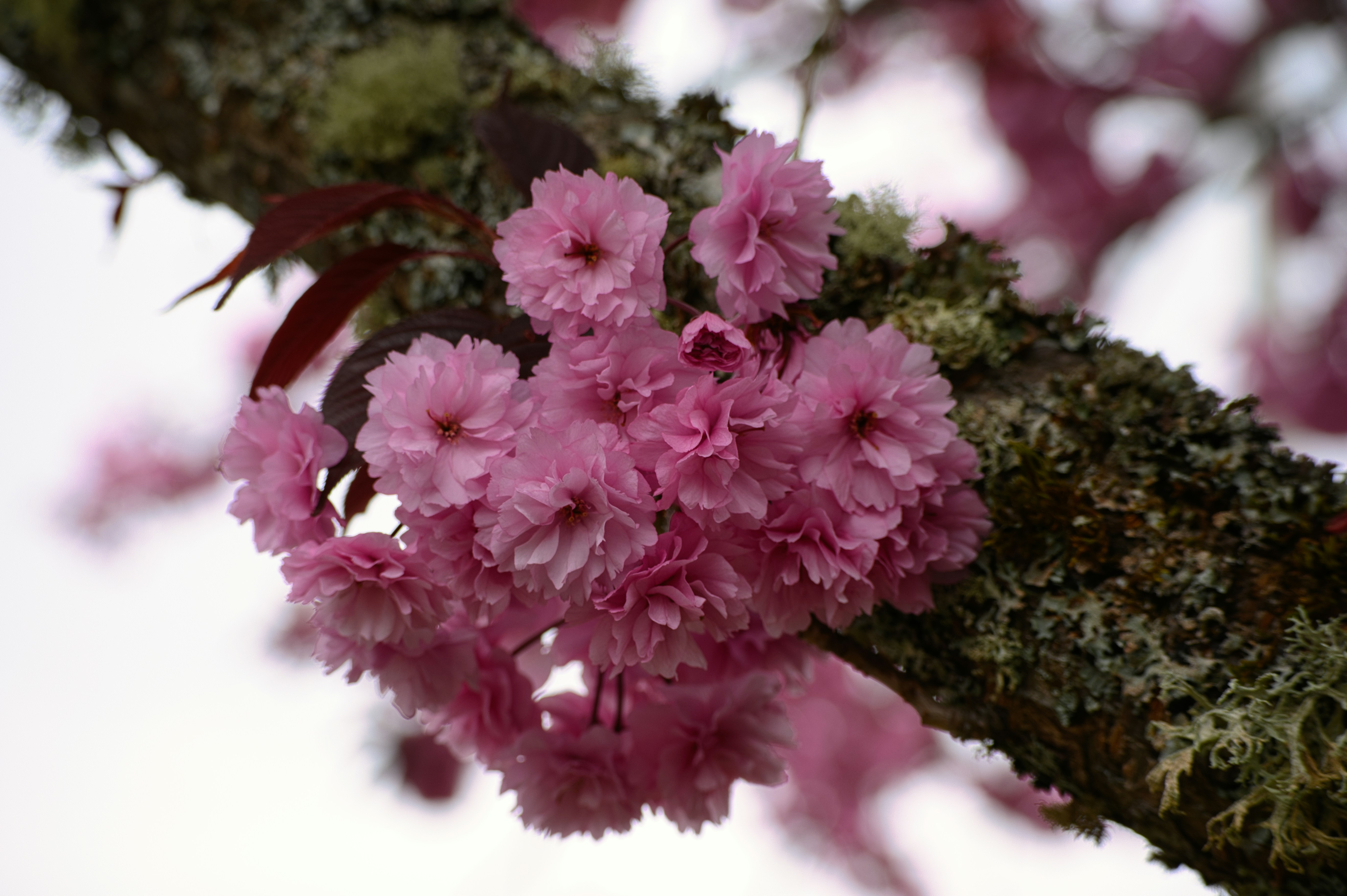 Pink Pom-Poms on a Mossy Cherry Branch Under Soft Backlight