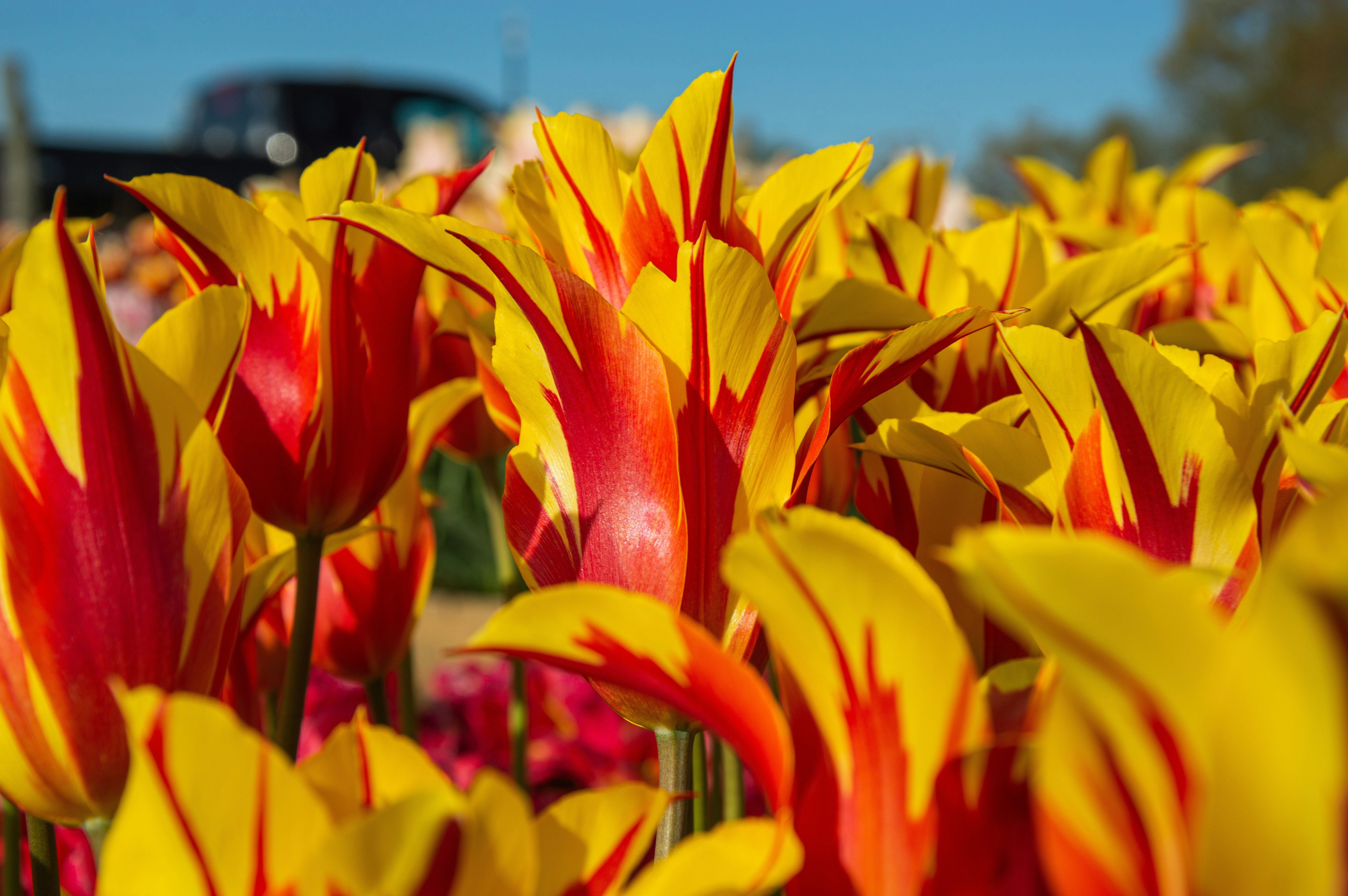 Sunlit Tulip Surge: a field of yellow blooms with red-edged tips