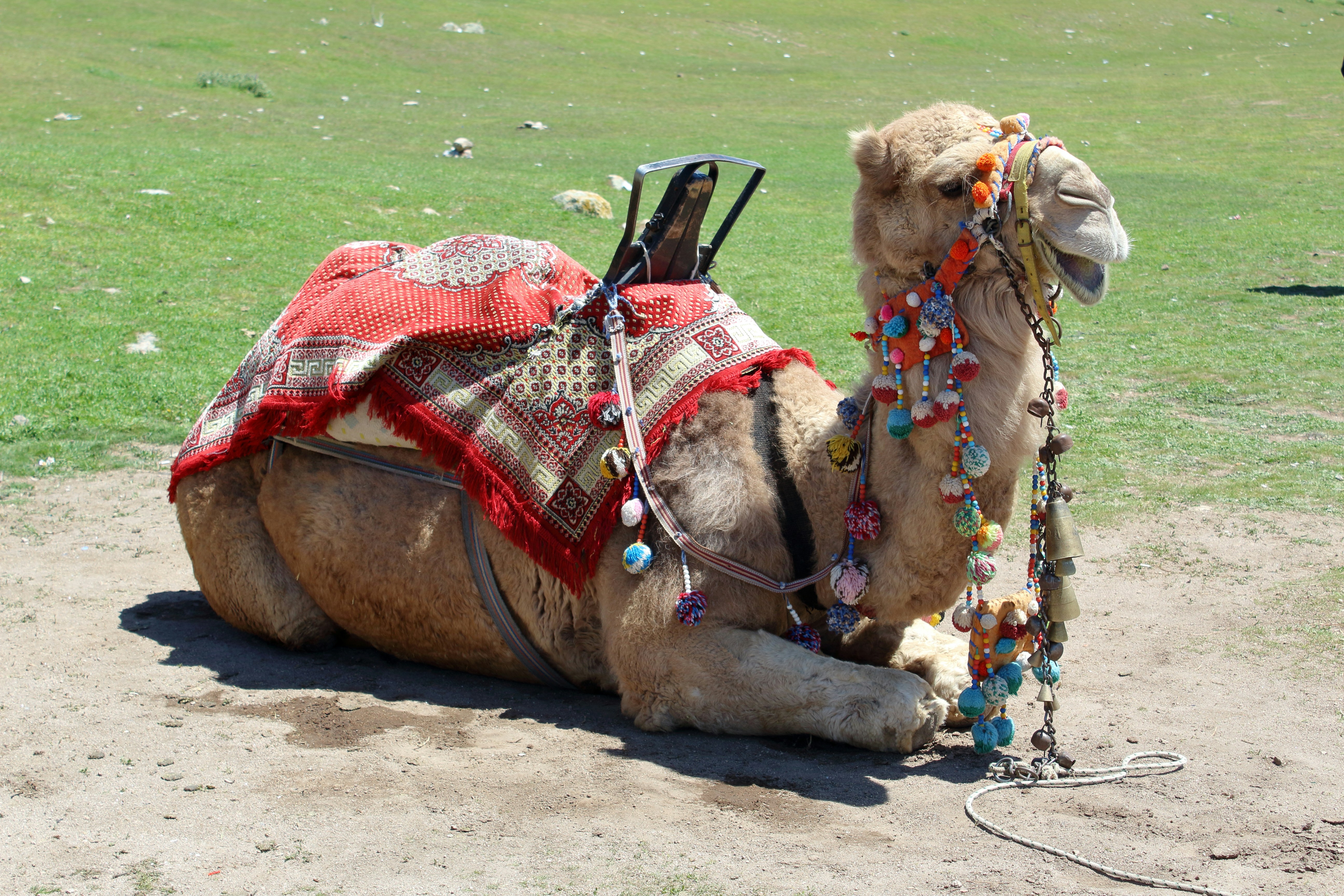 Desert Caravan: The Dromedary Dressed in Colorful Garlands