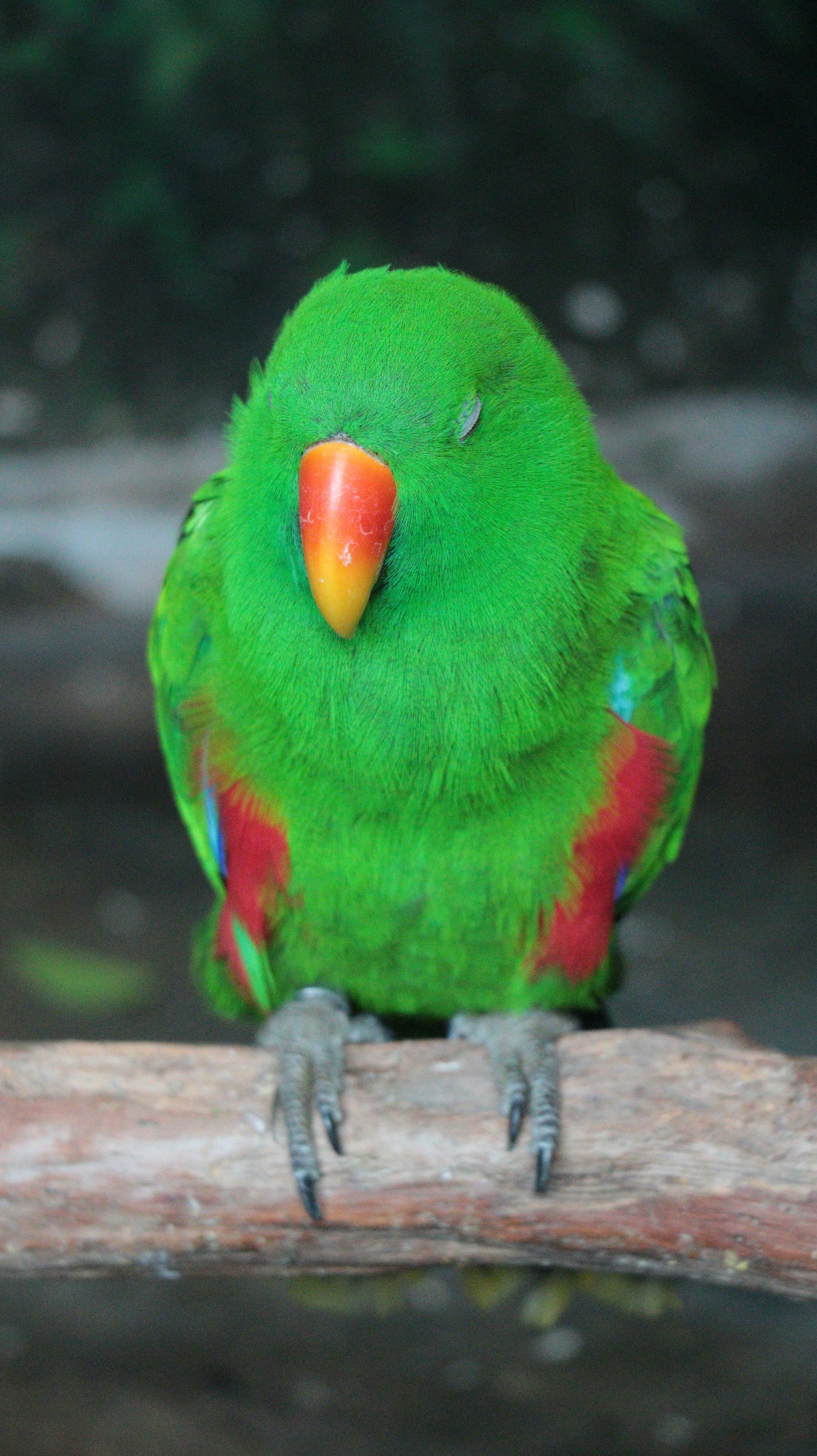 Emerald Parrot Perched on Weathered Wood: A Portrait of Color and Calm