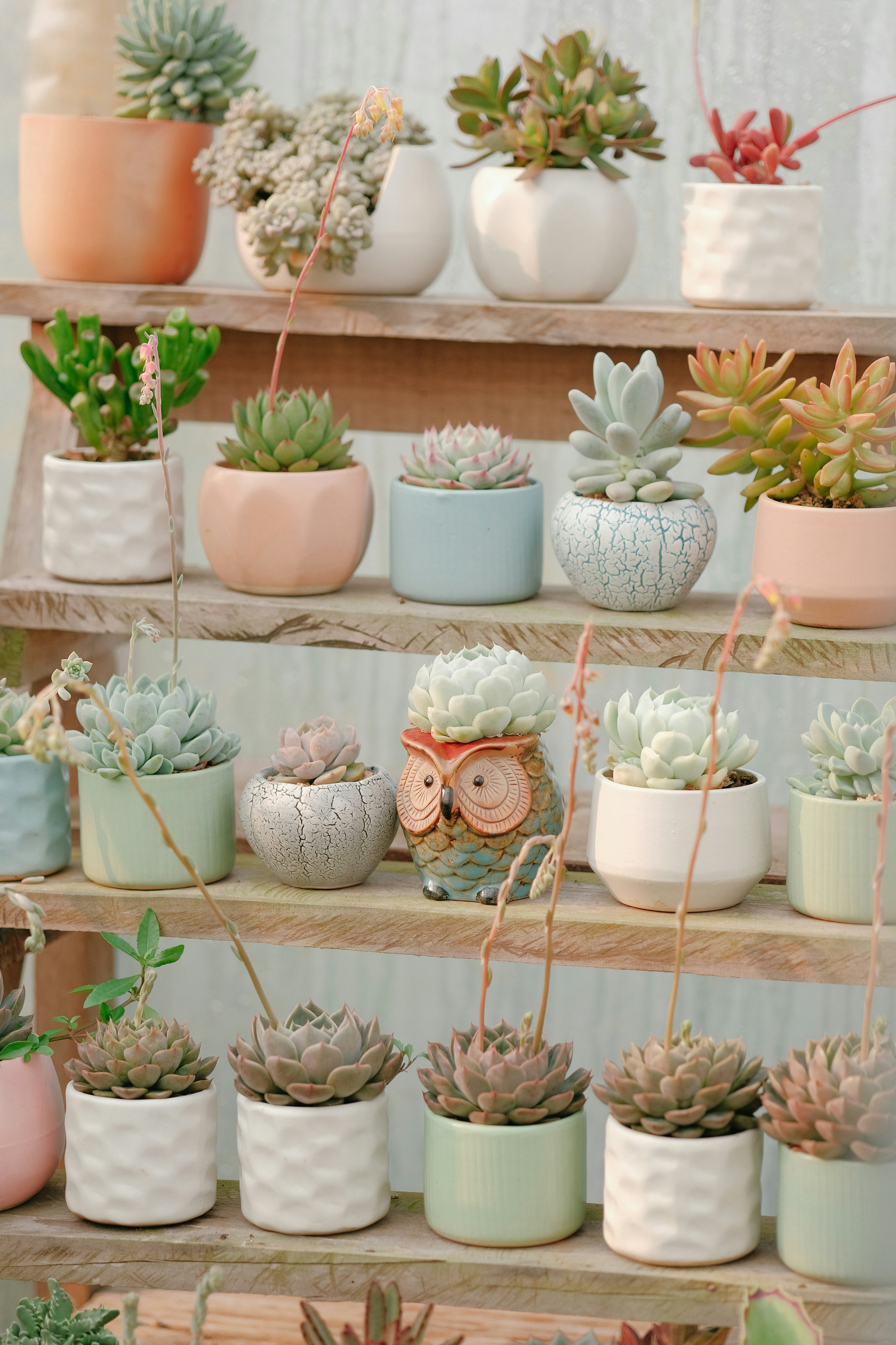 Owl Guardian of the Pastel Succulent Shelf
