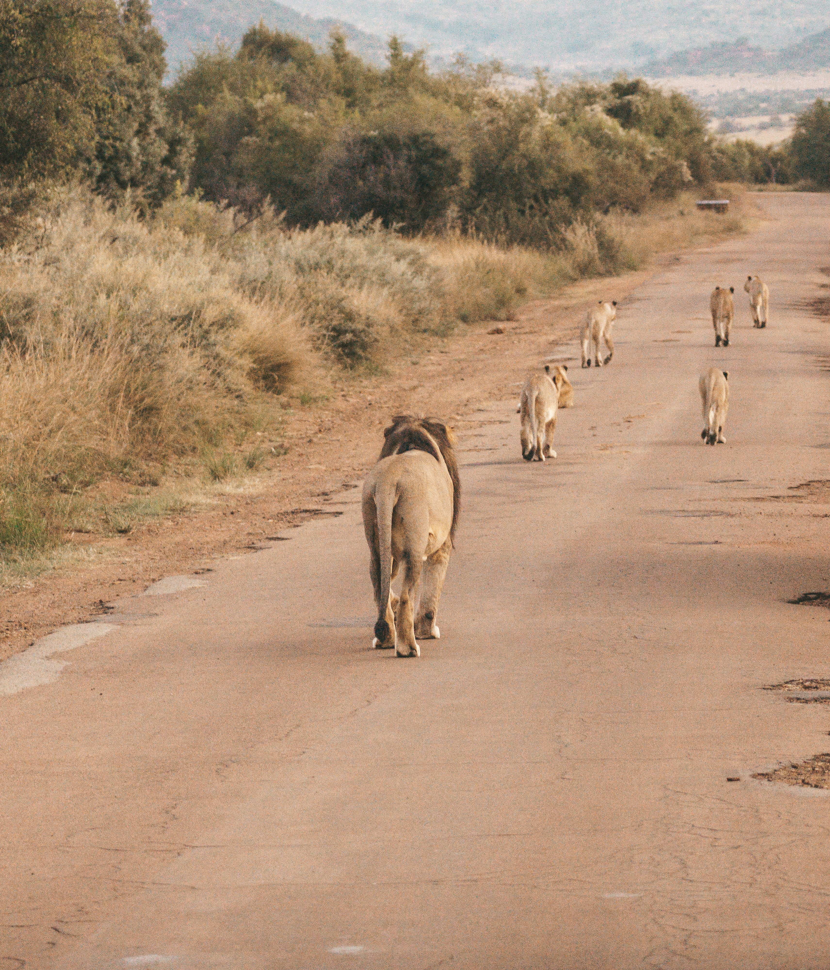 Dust Trail of Lions: A Quiet Caravan on the Open Road