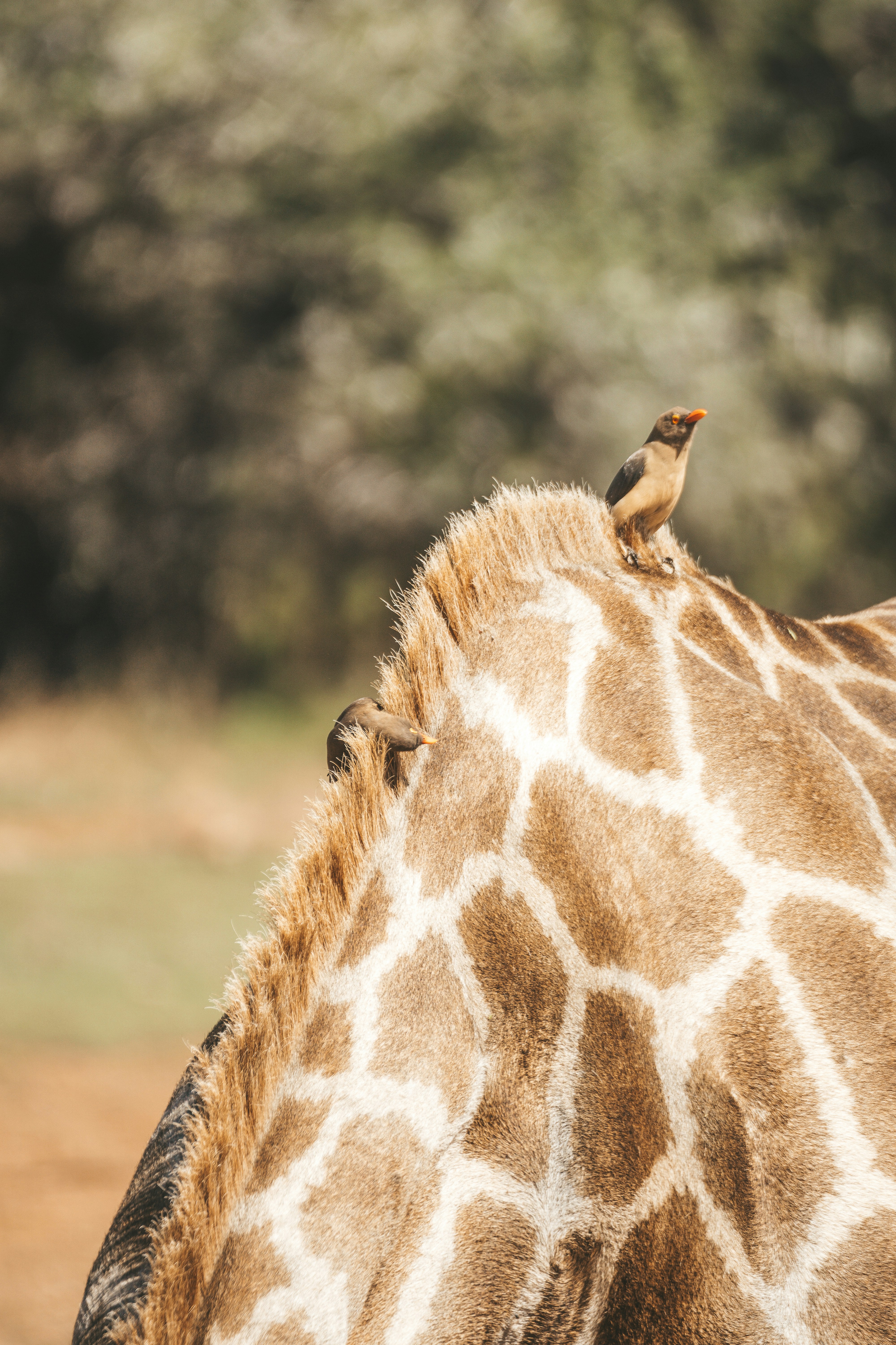 Red-billed Oxpecker on a Giraffe's Crest at Golden Hour