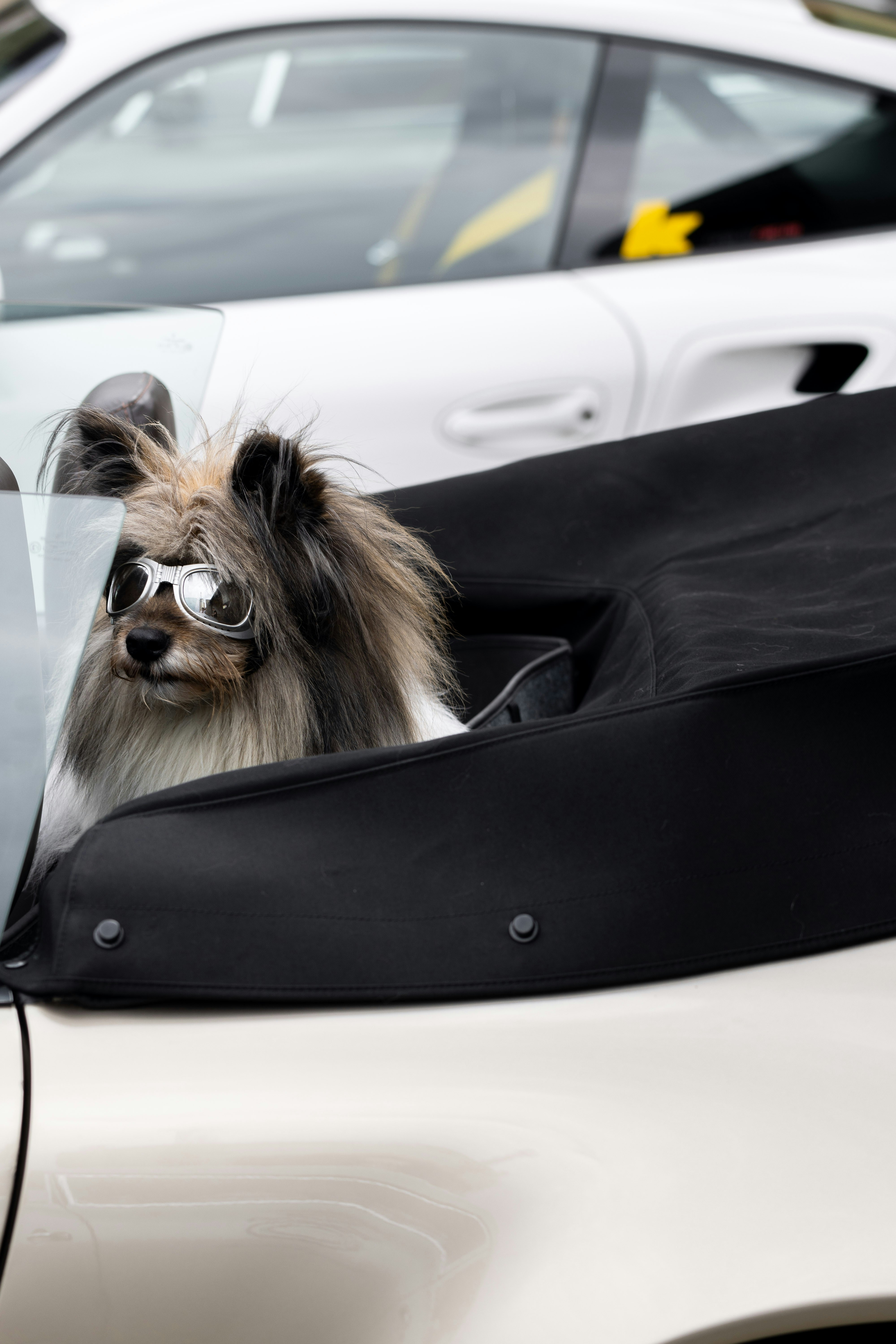 Sunglassed Co-Pilot: The Fluffy Racer in a White Convertible