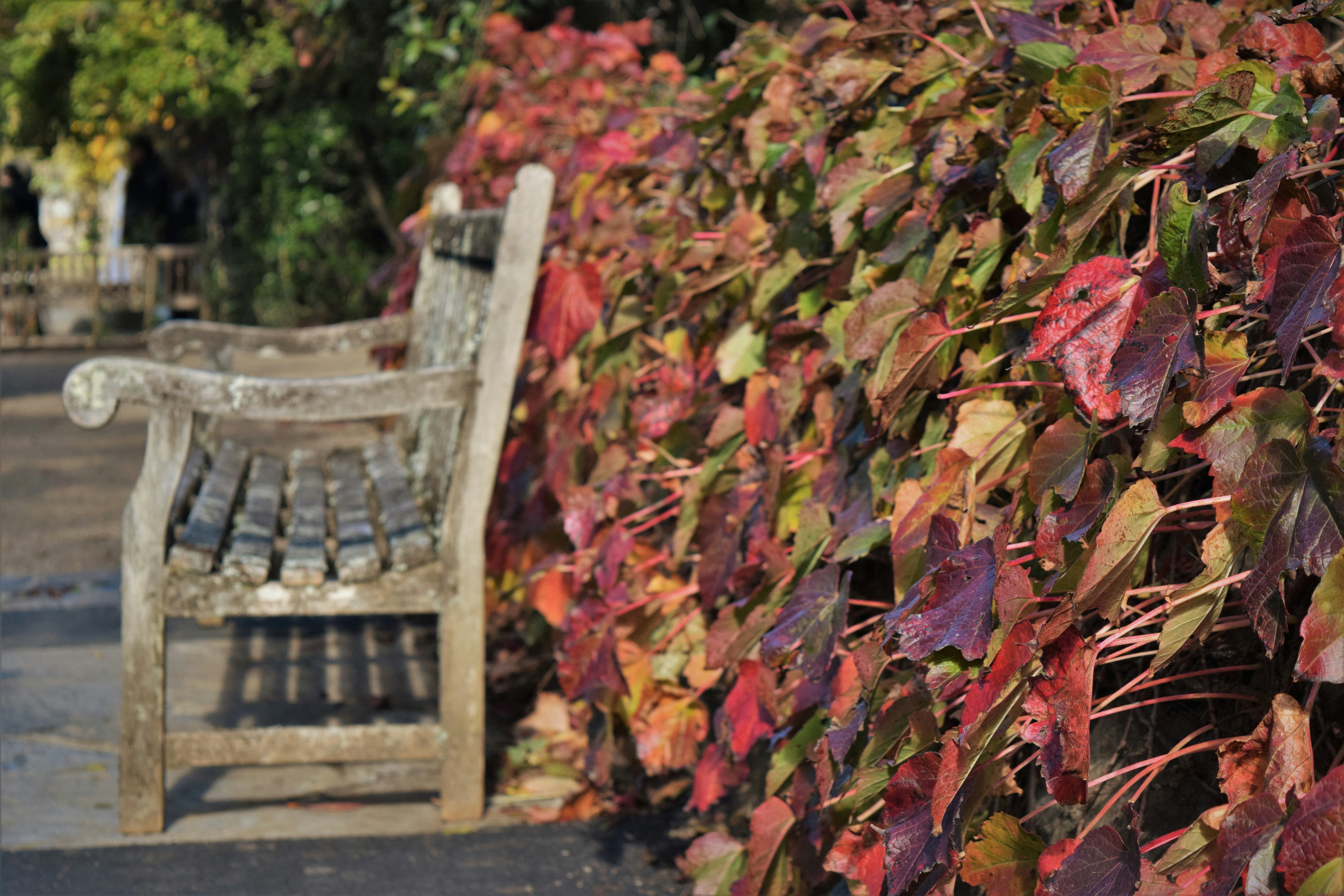 Weathered Bench Framed by a Curtain of Autumn Leaves