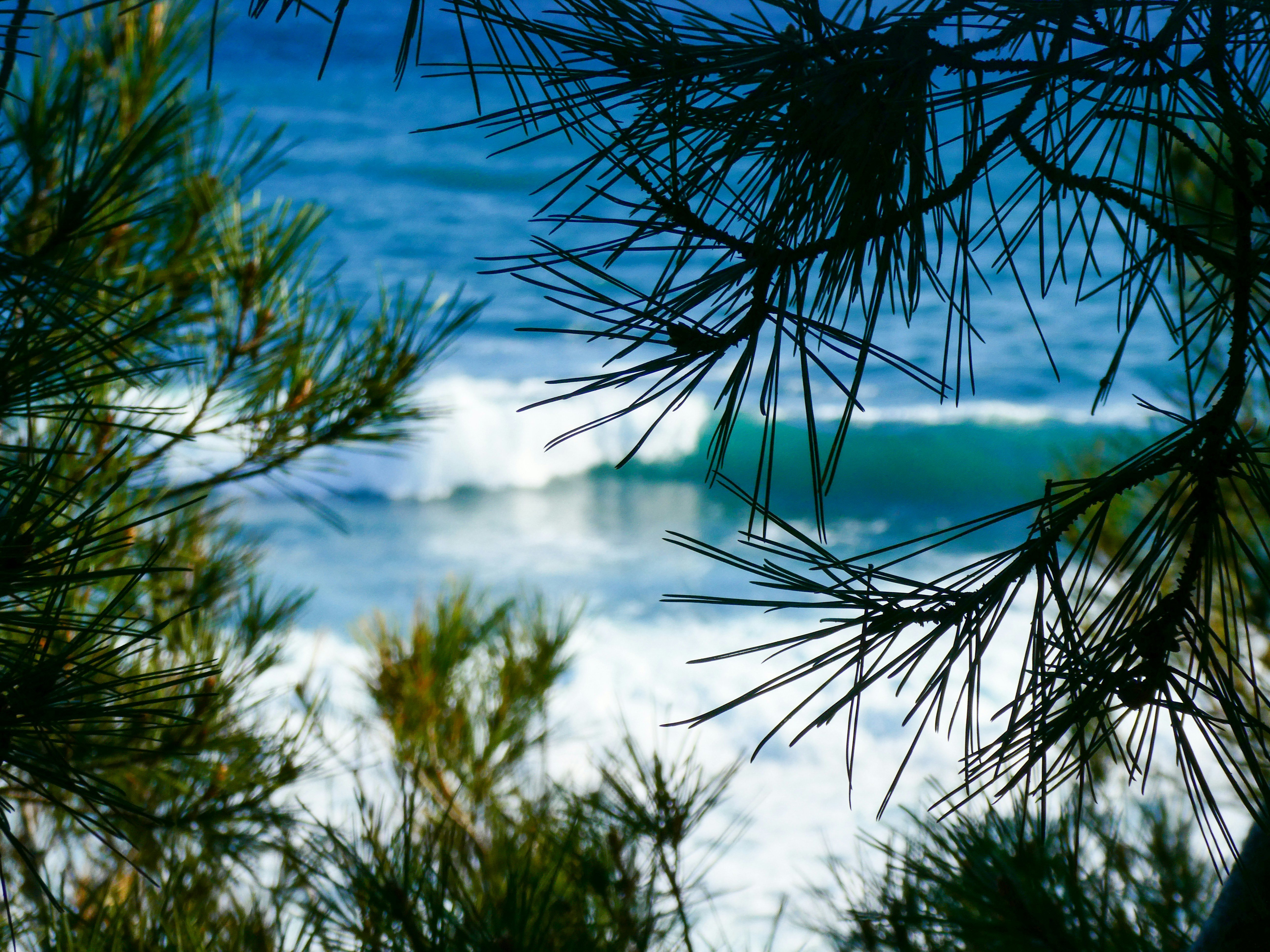 A view of the ocean through the branches of a pine tree photo – Free ...