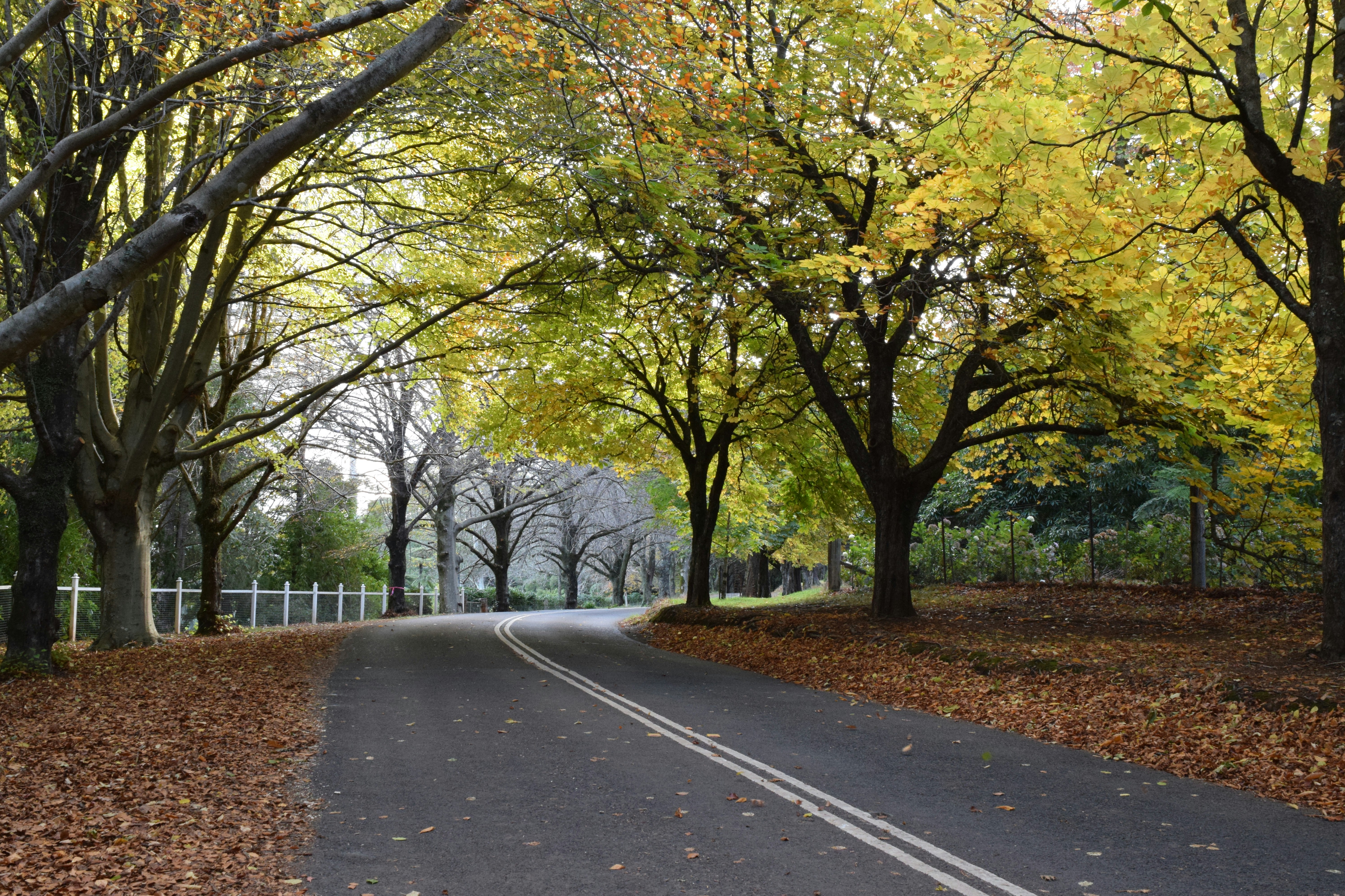 A road surrounded by trees with leaves on the ground photo – Free The ...