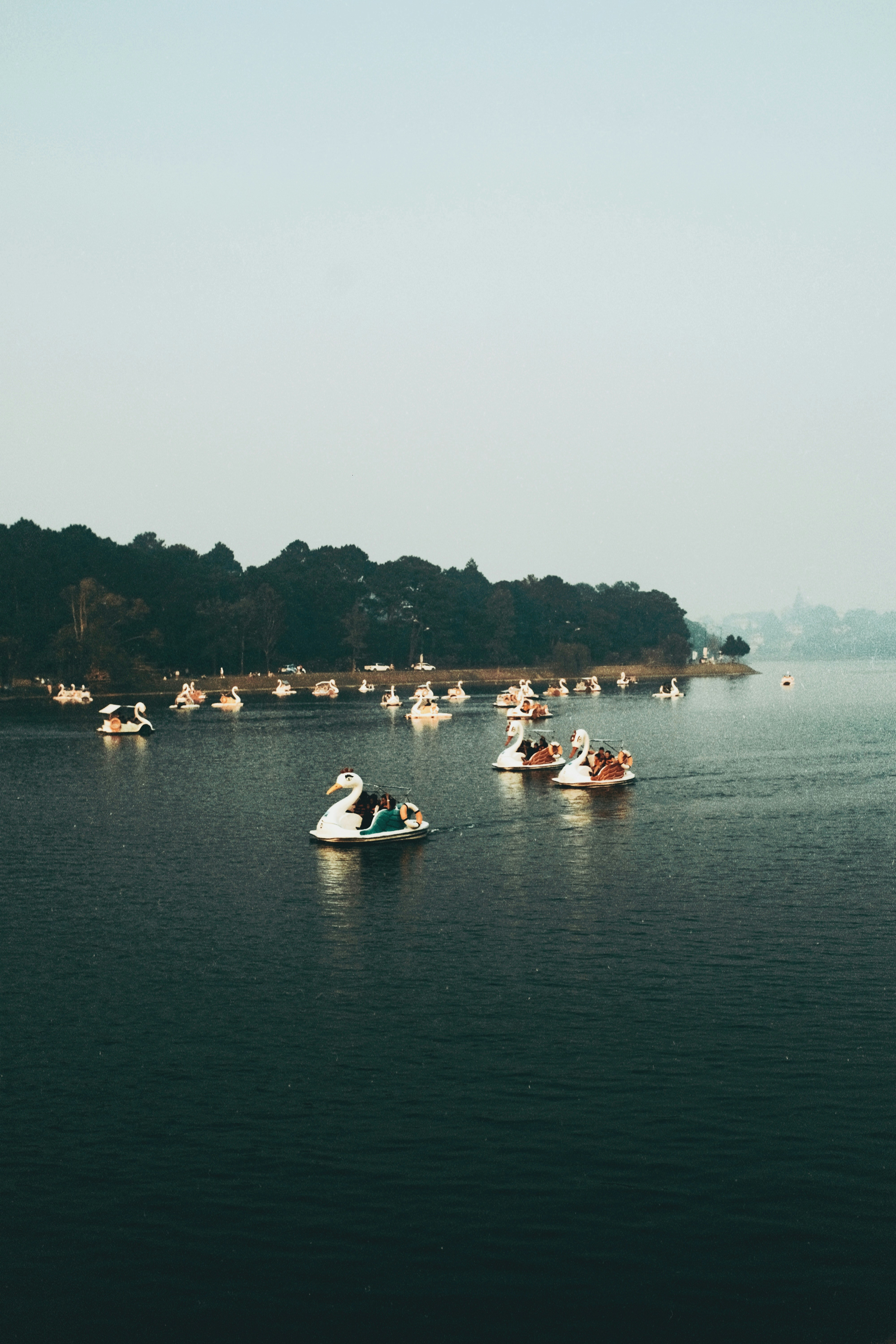 Swan-Boat Parade Drifts Across a Quiet Lakescape