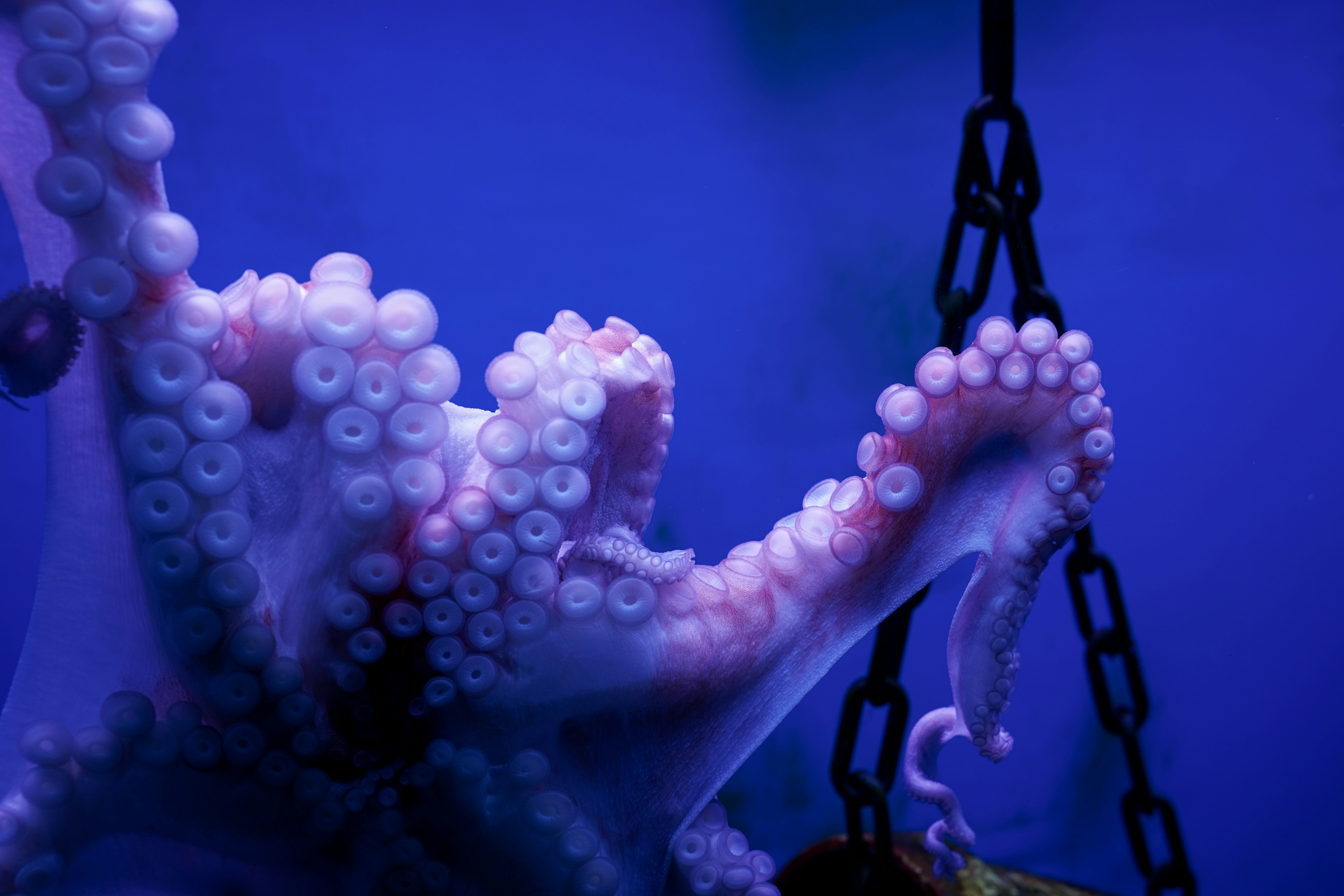 A close up of an octopus in a tank photo – Free Jerusalem Image on Unsplash