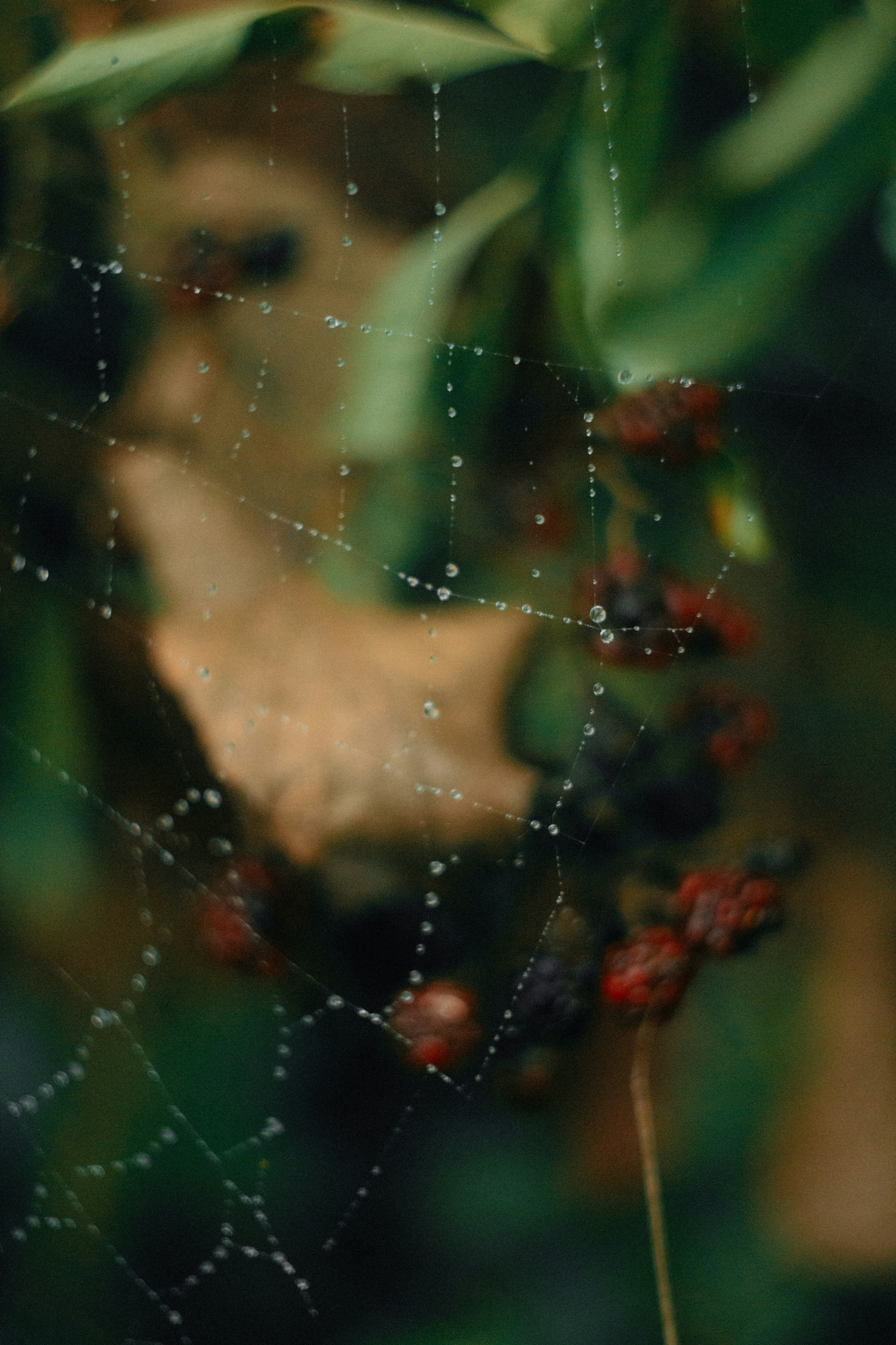 Dew-Kissed Web Threads Between Shadowy Leaves