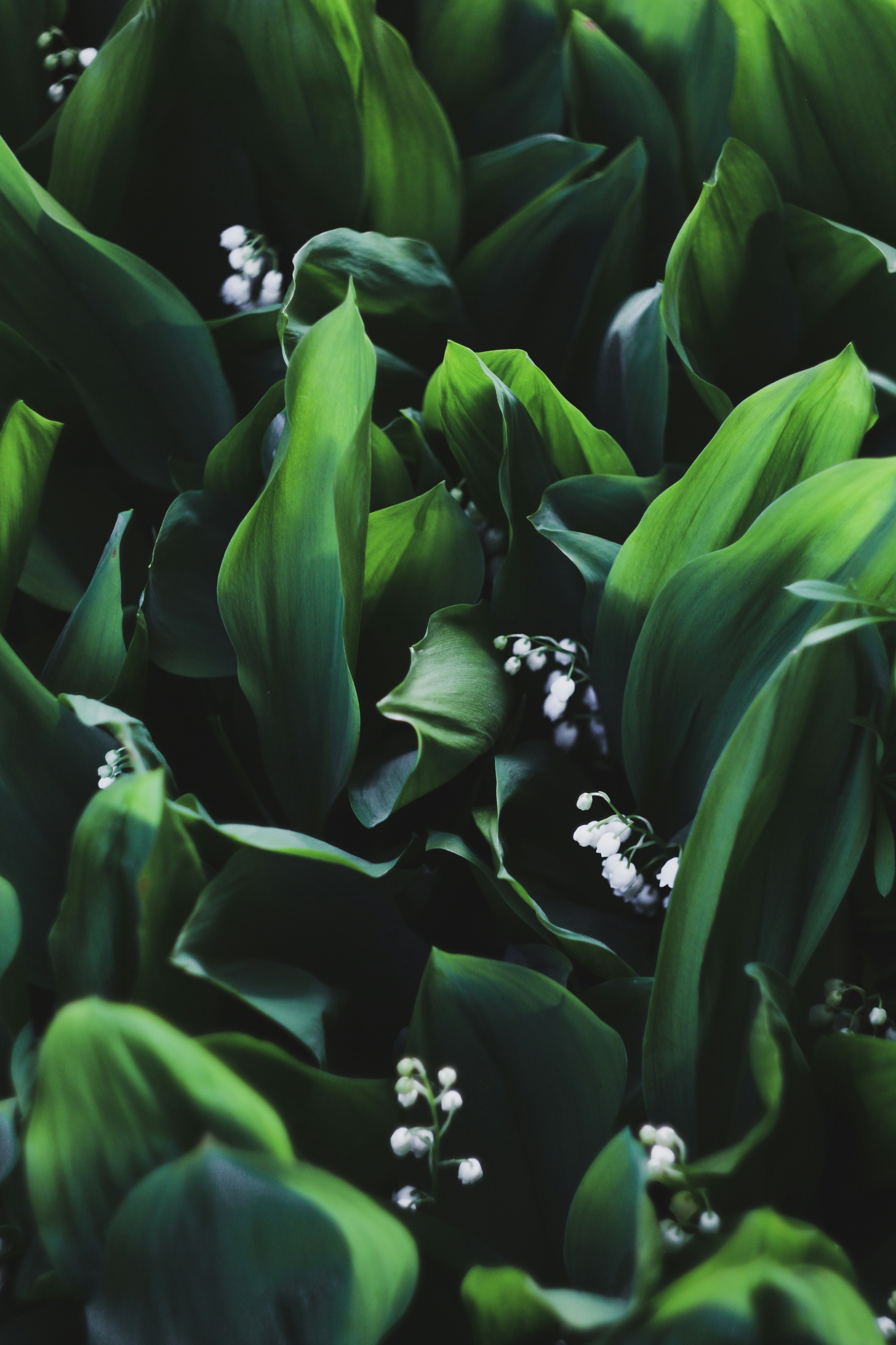 A bunch of green leaves with white flowers photo – Free Convallaria ...