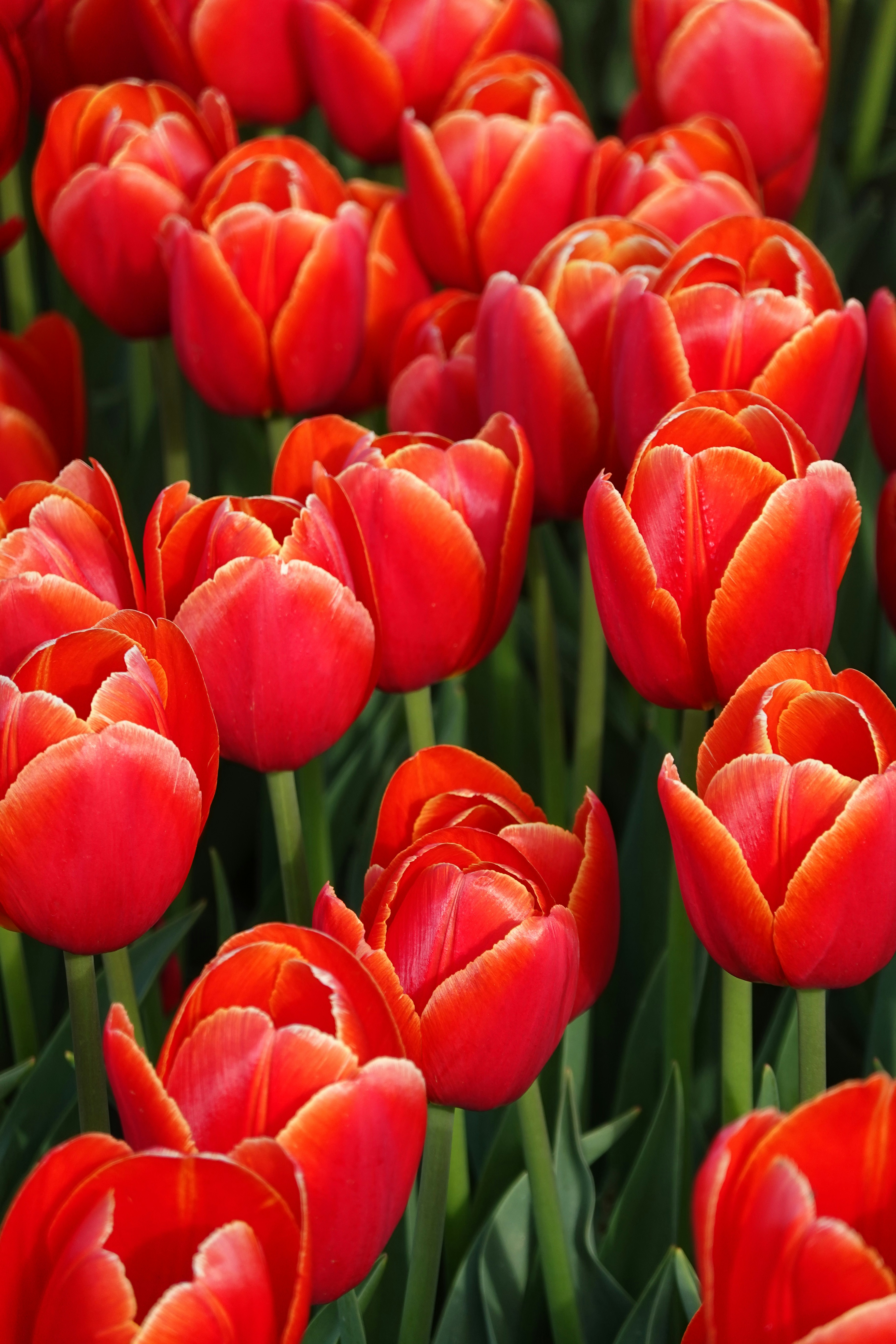 A large group of red tulips in a field photo – Free Flowers Image on ...