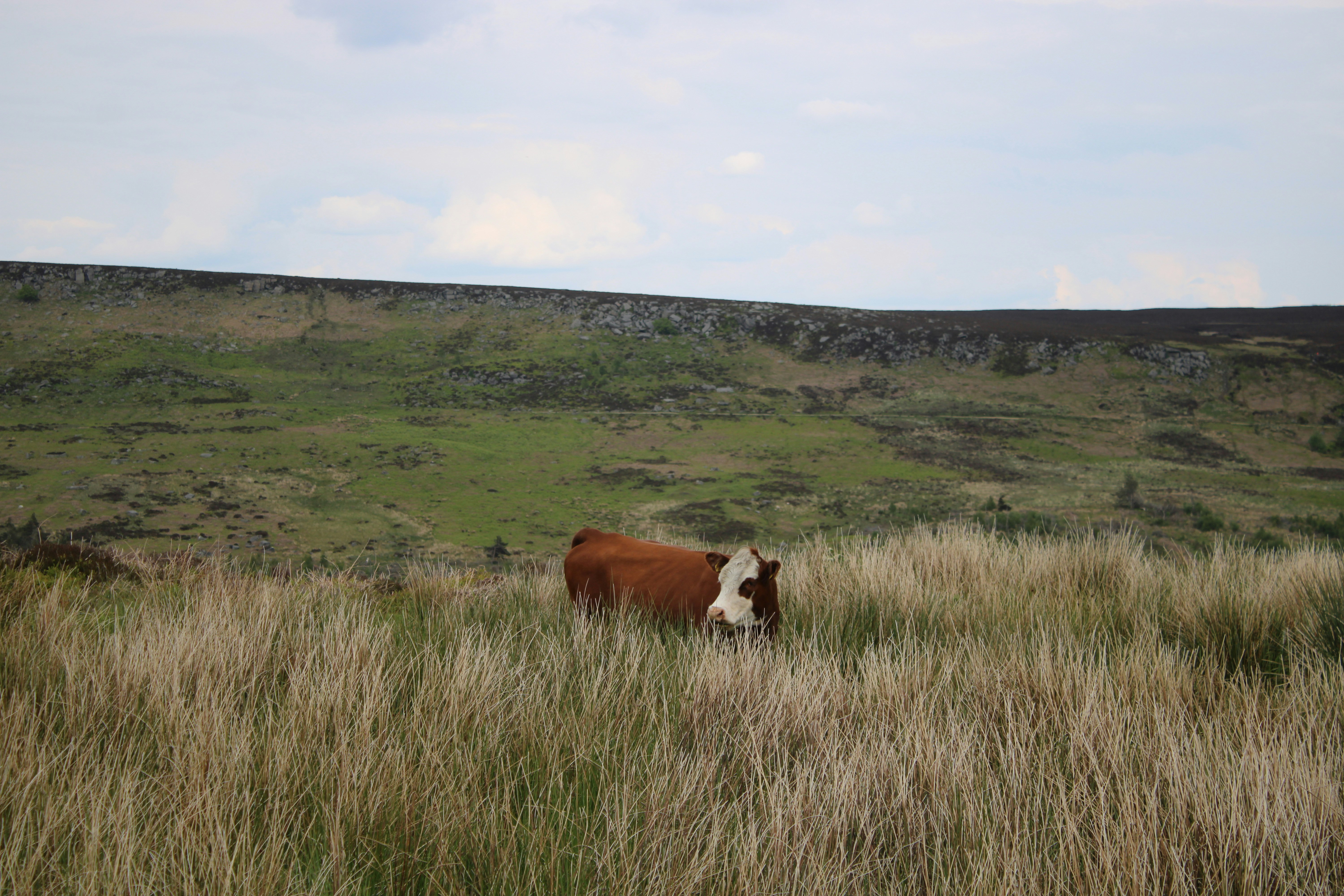 Solitary Bovine Amidst Rolling Meadows