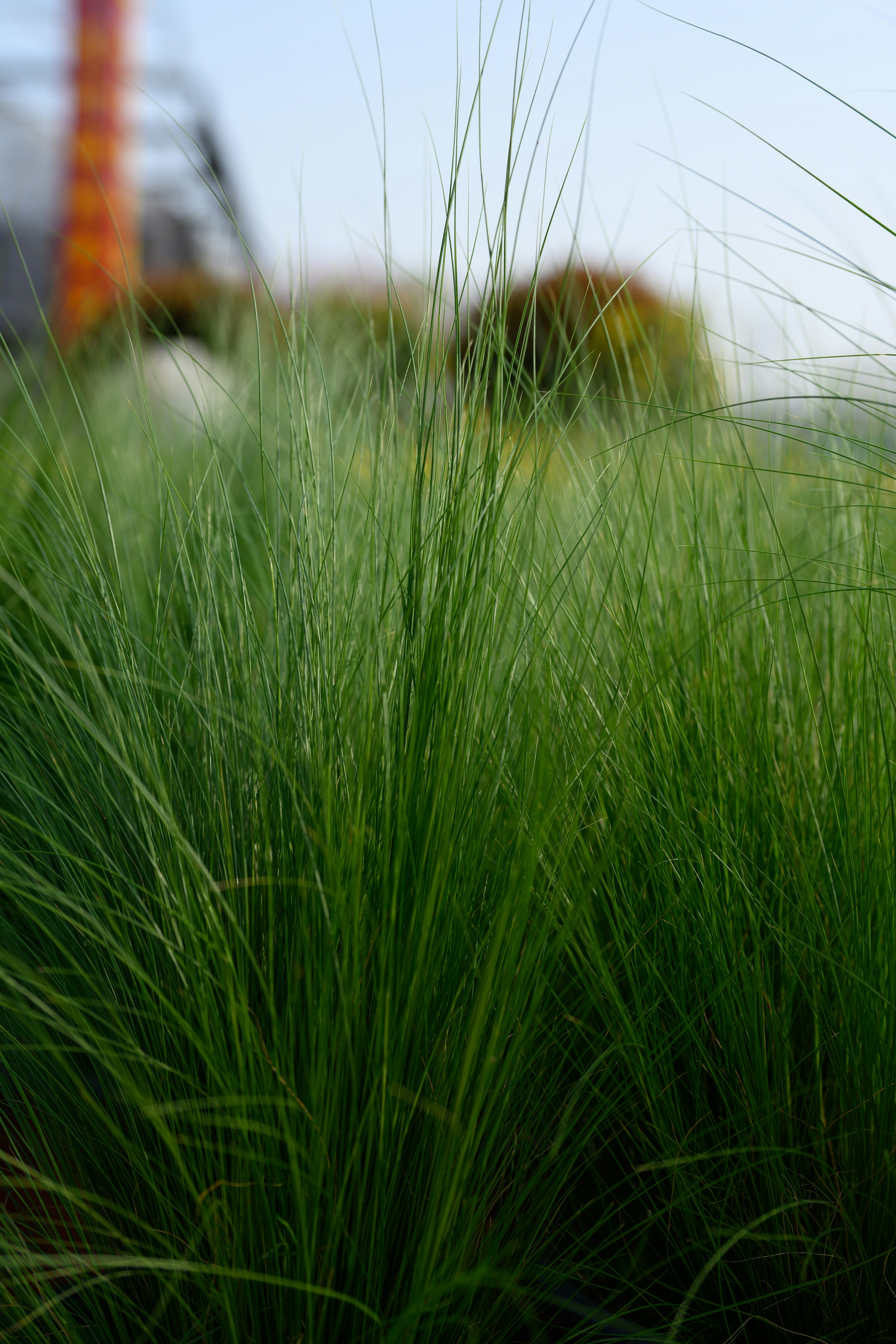 Emerald blades in focus: a close-up of ornamental grasses with a distant factory silhouette