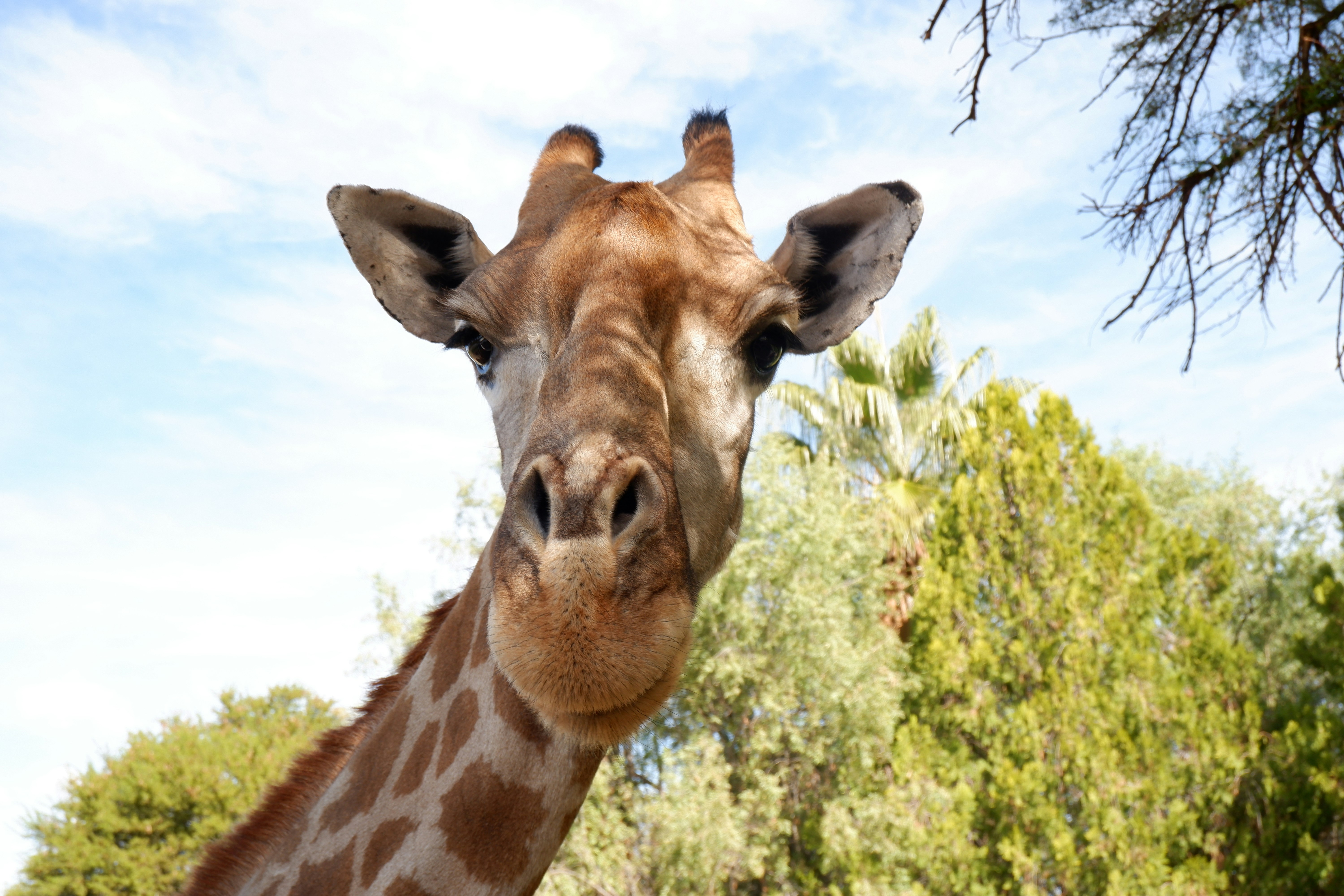 Giraffe with a patterned coat standing amidst lush greenery under a clear blue sky.