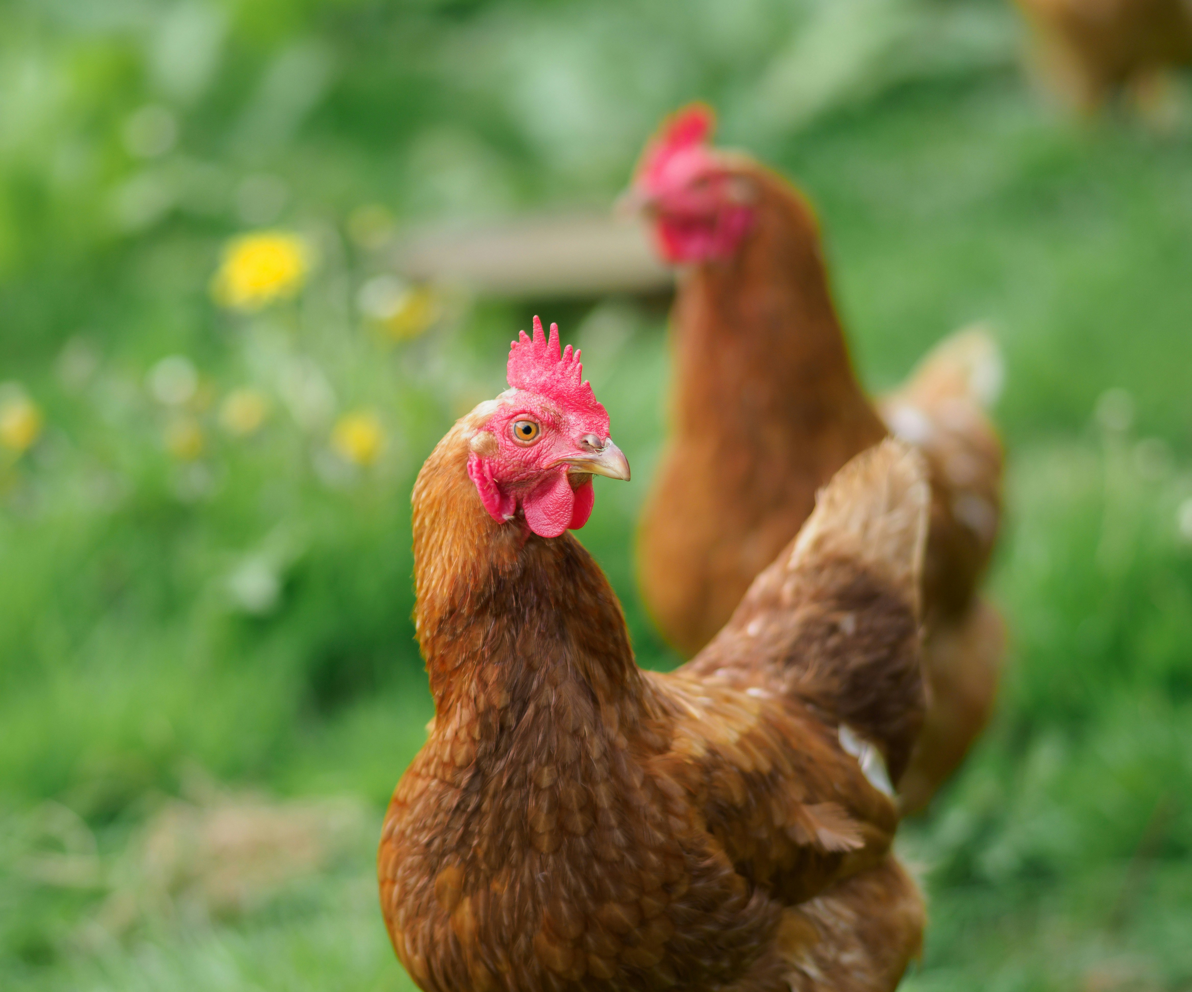 A group of chickens standing on top of a lush green field photo – Free ...