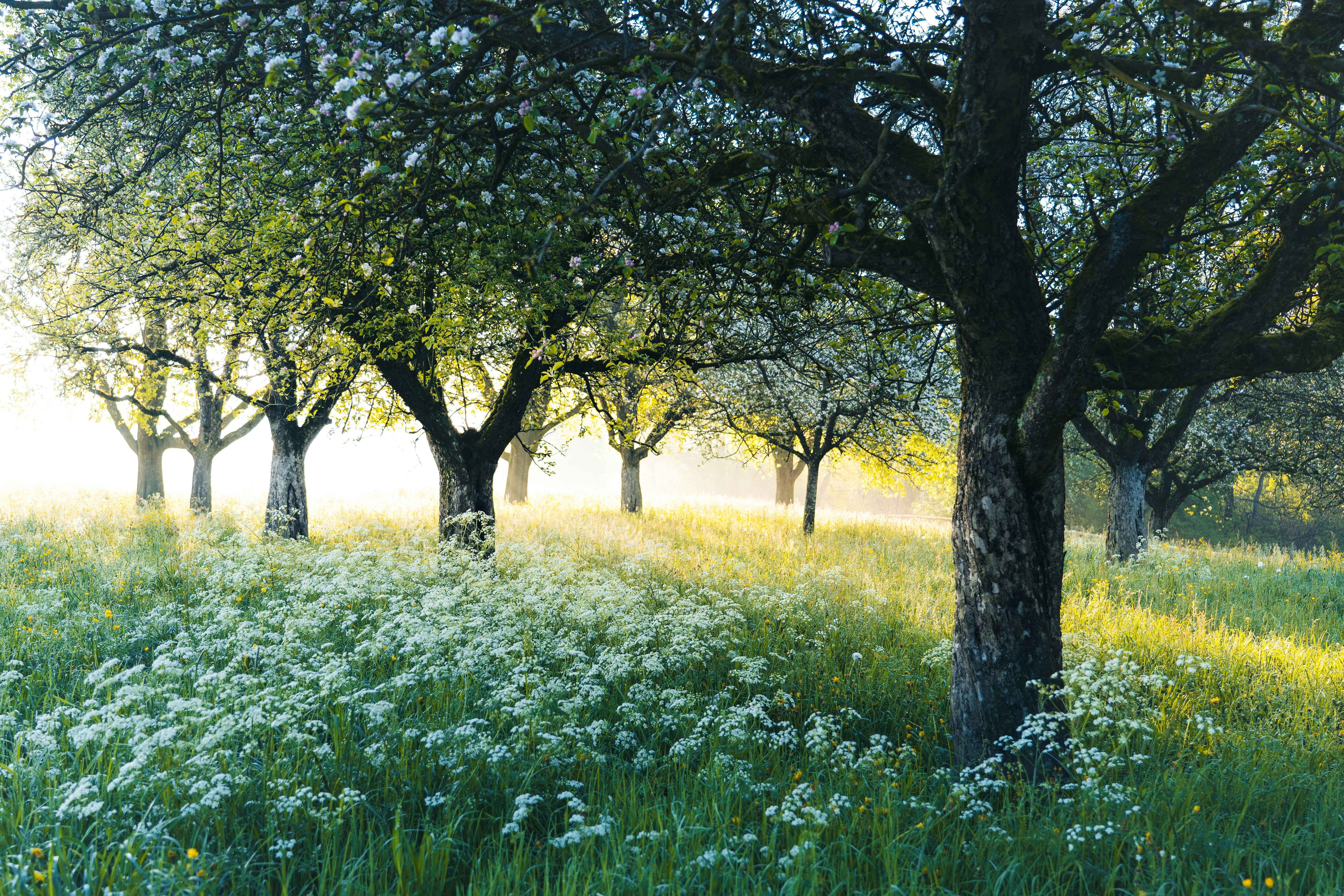 A field full of trees and flowers in the sunlight photo – Free ...