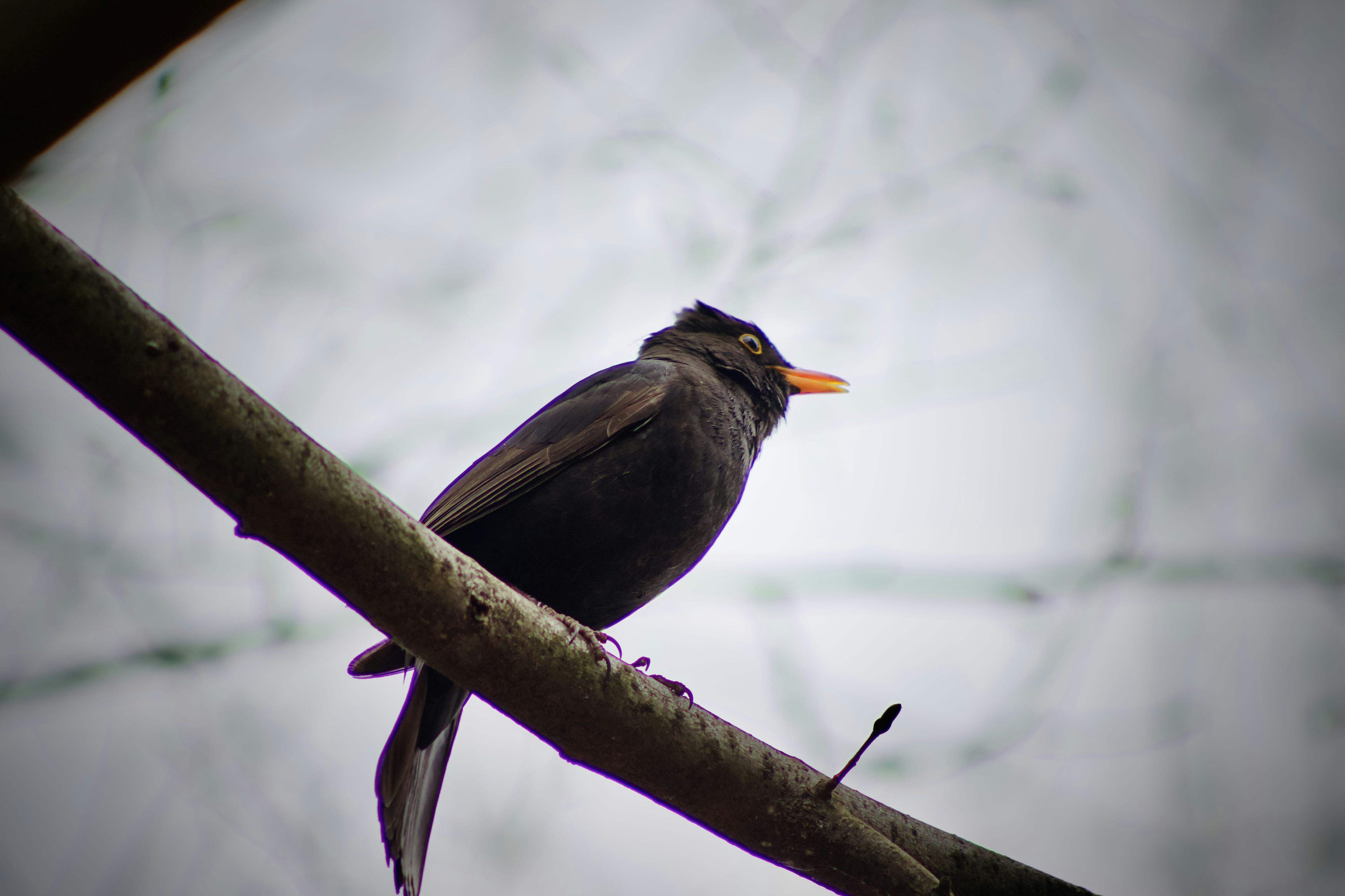 Late-winter perch: blackbird against a pale, out-of-focus backdrop