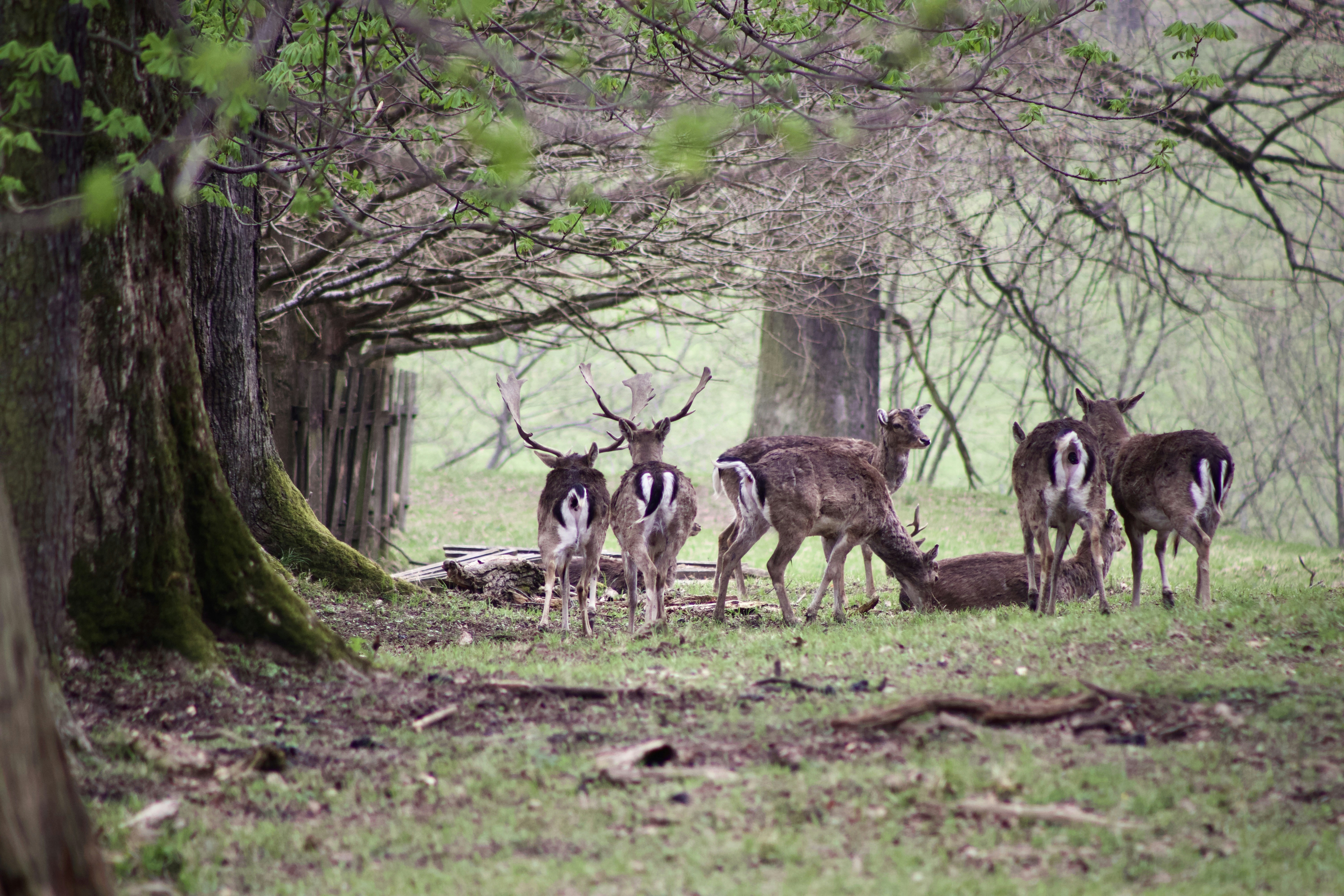 Herd in the Dappled Forest: Deer Pause Under Mossy Oaks