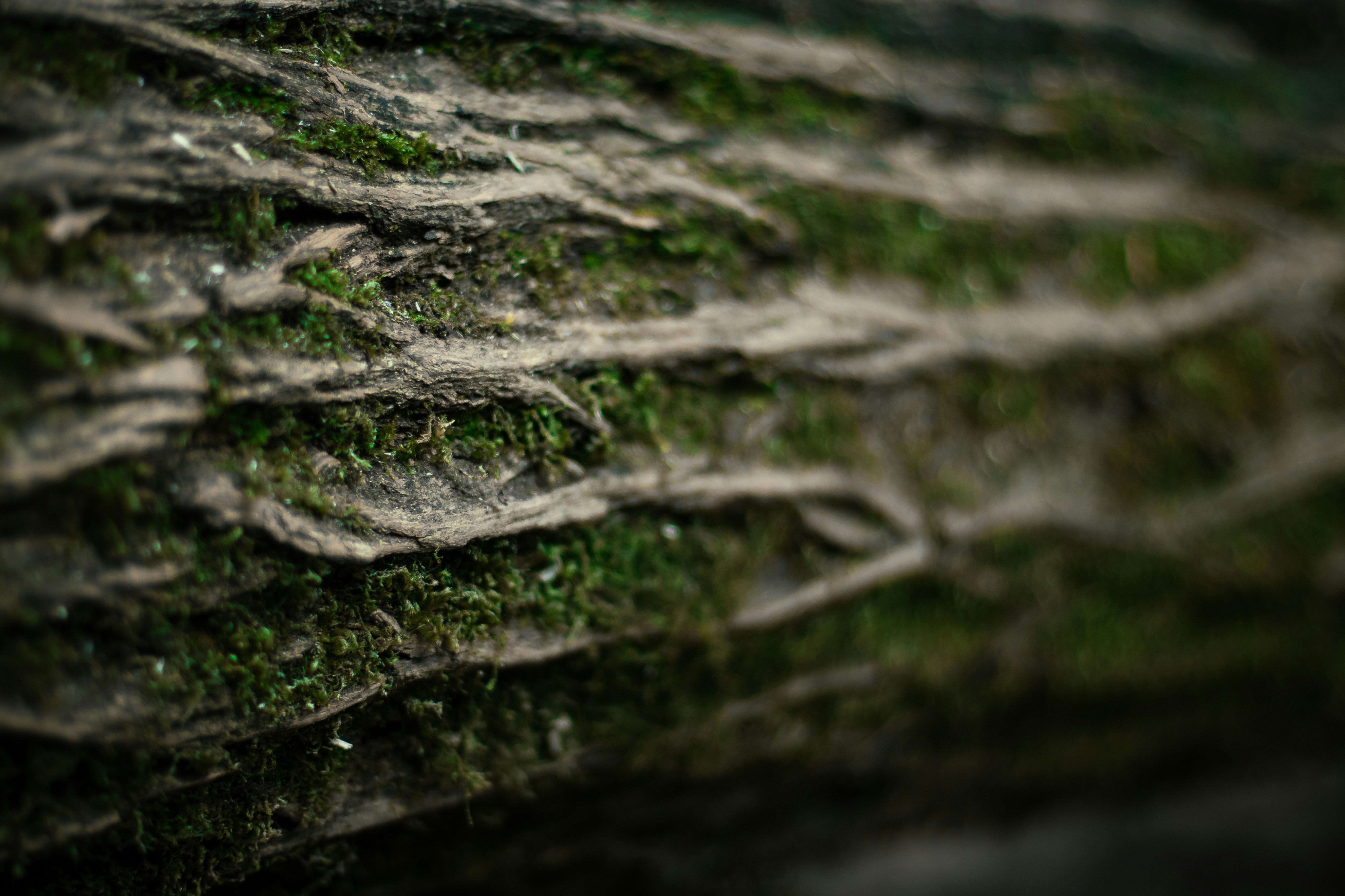 Photo of the texture of the tree trunk.