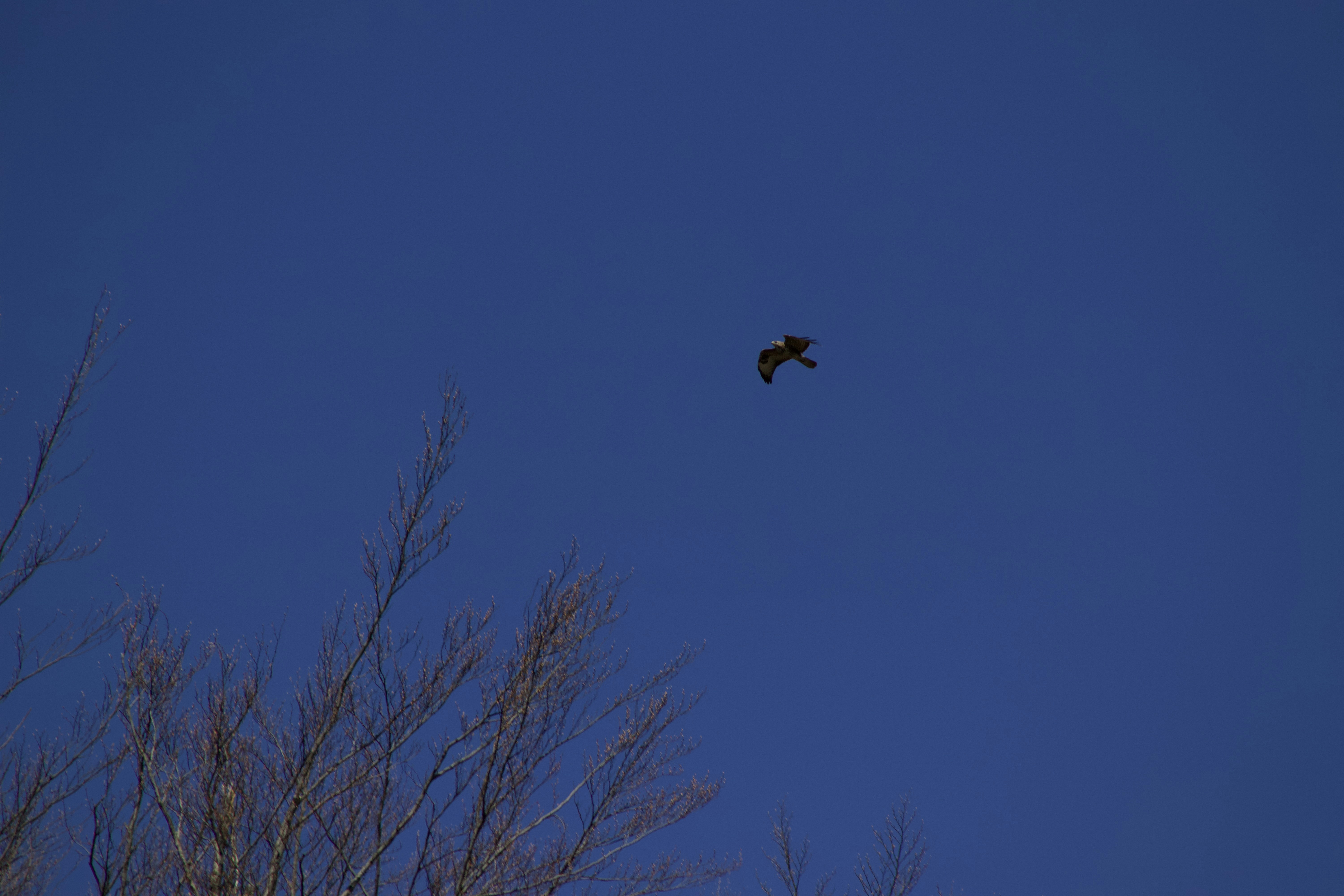 A bird flying high up in the sky photo – Free Animal Image on Unsplash