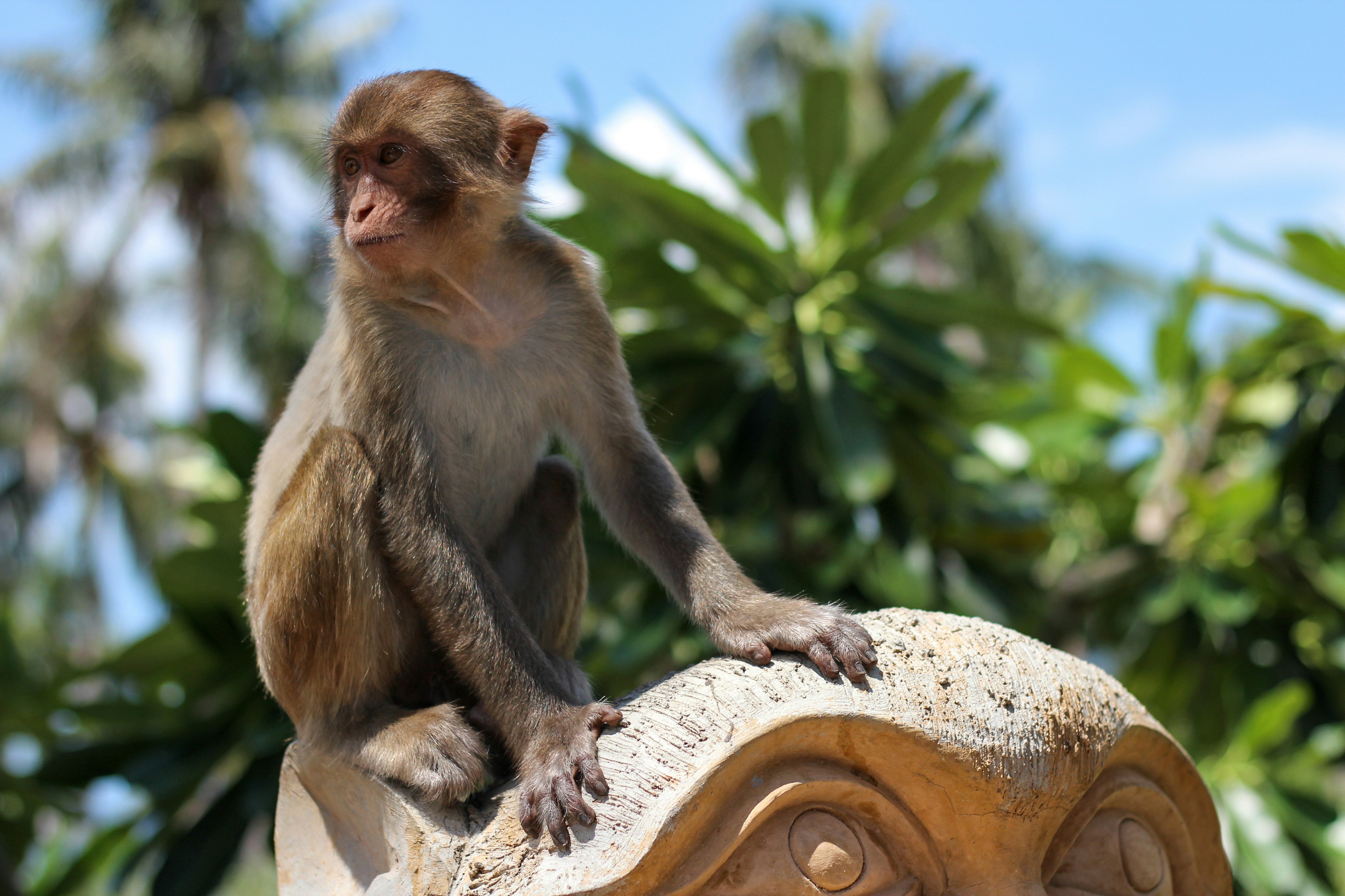 Primed for a Look: Macaque Sentinel on Morning Marble