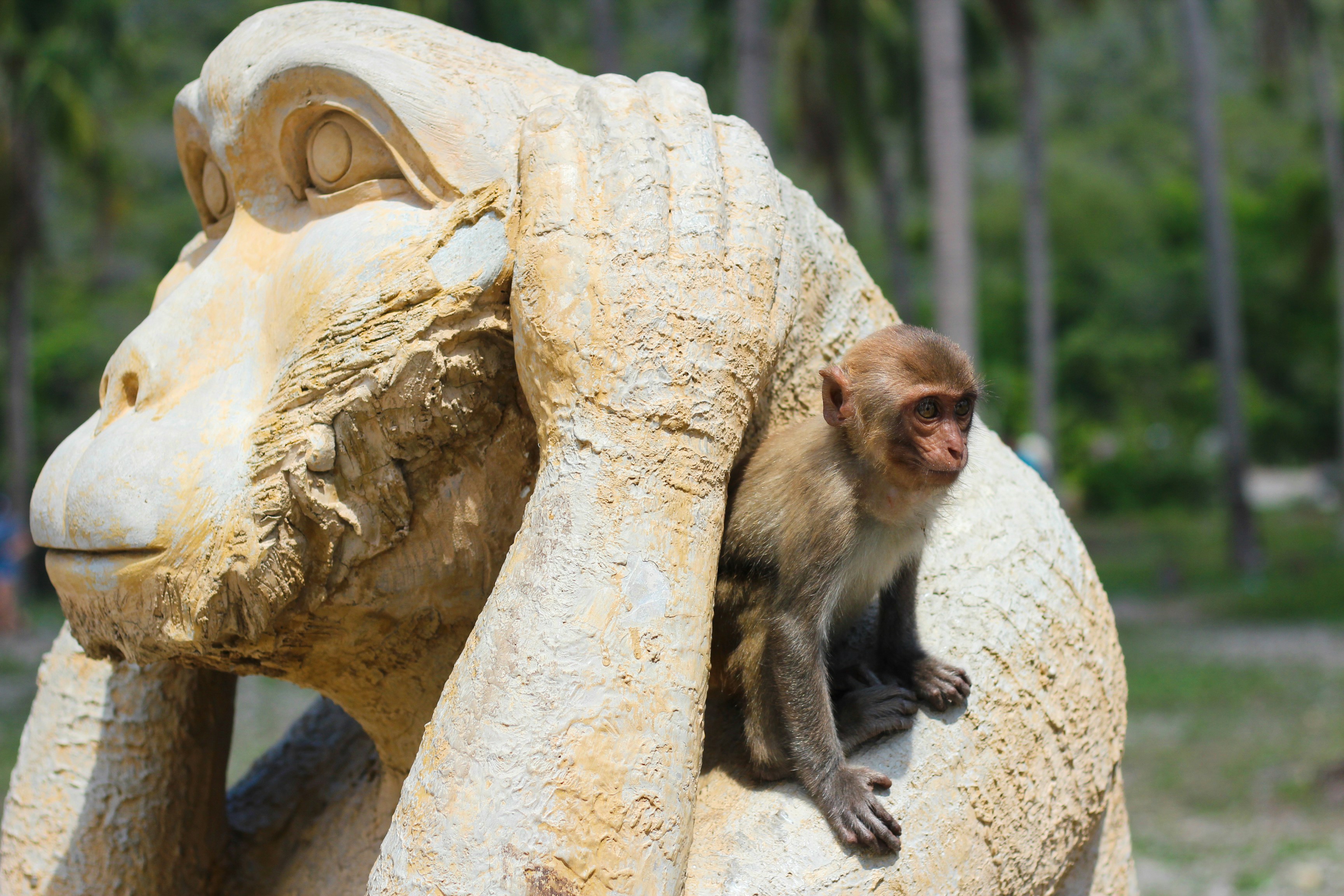 A monkey sitting on top of a stone statue photo – Free Animal Image on ...