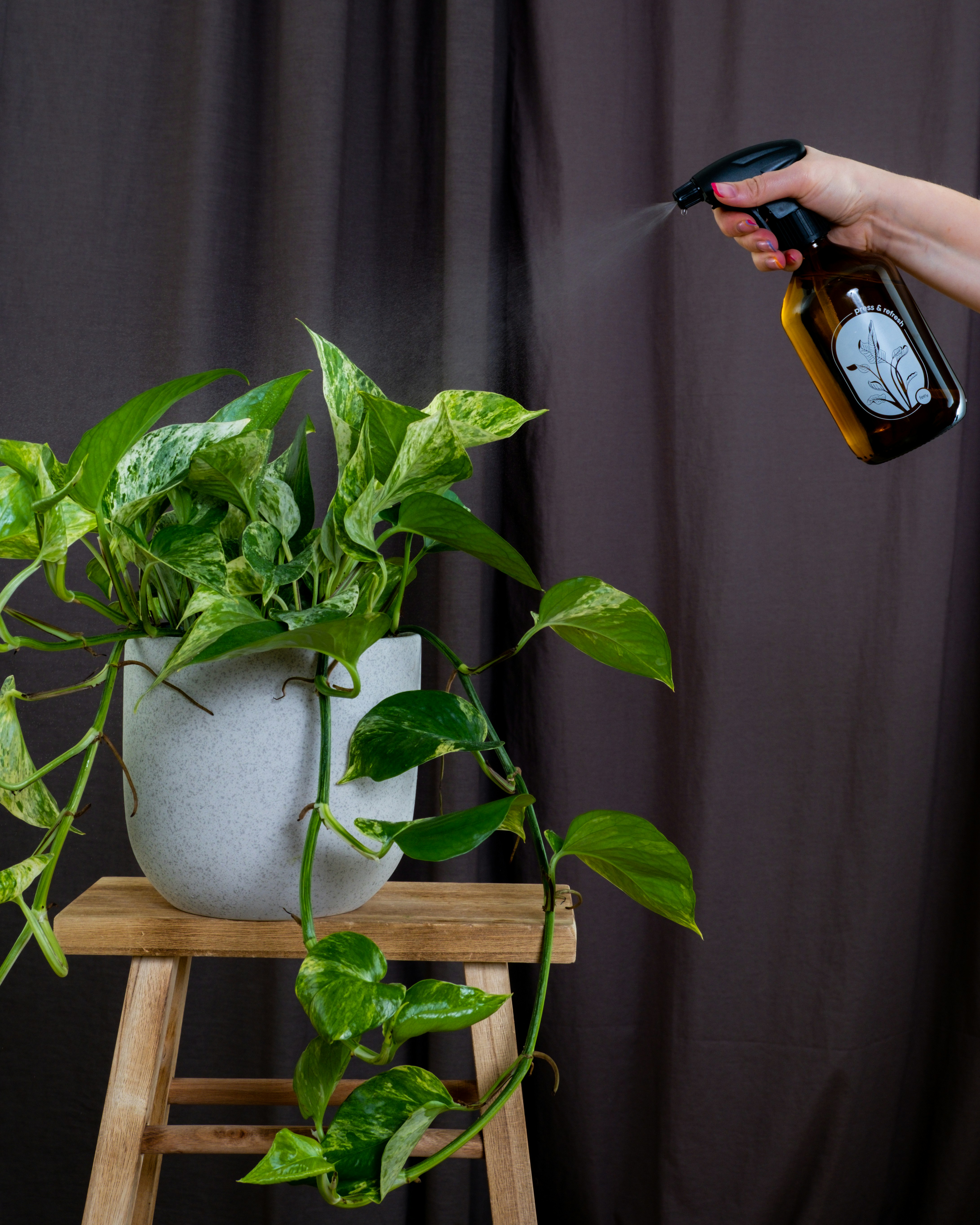 Mist Over Emerald Trails: Spraying Life onto a Pothos on a Wooden Stool