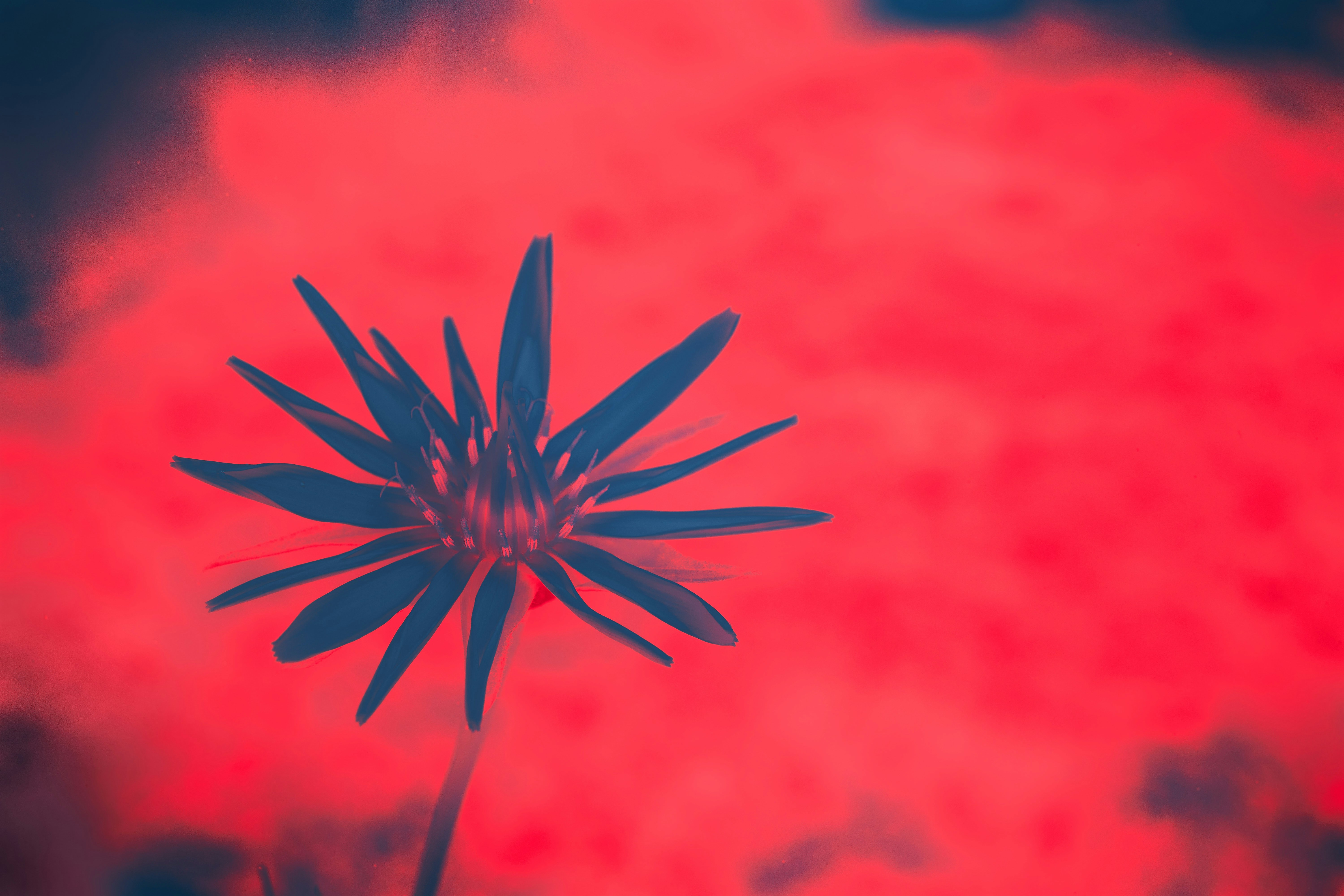 Petals Against a Neon Sky: A Silhouetted Plant Under Red-Filtered Light