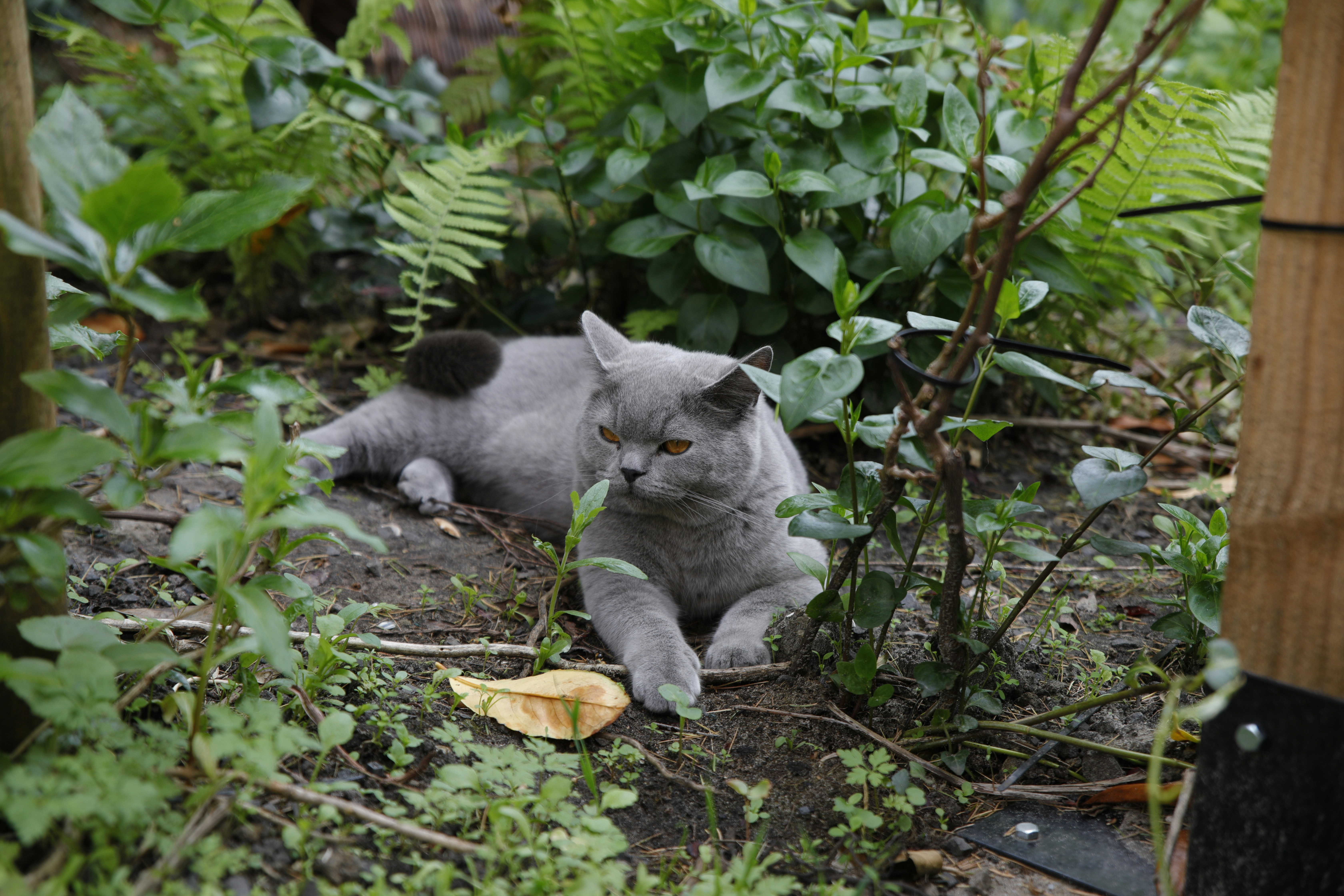 Gray in the Green: A Garden Cat at Rest