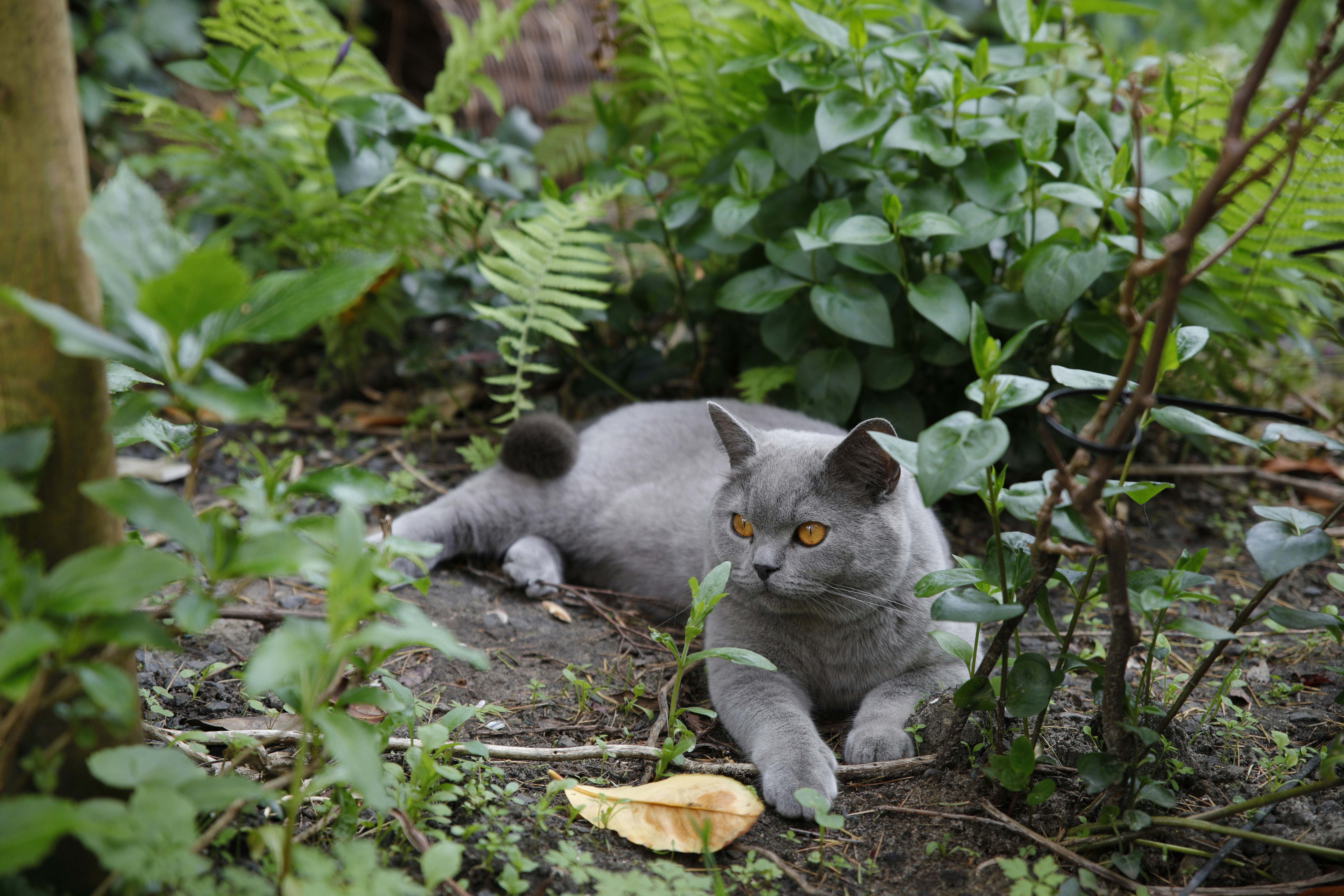 Grey Cat Among Ferns: A Quiet Garden Pause