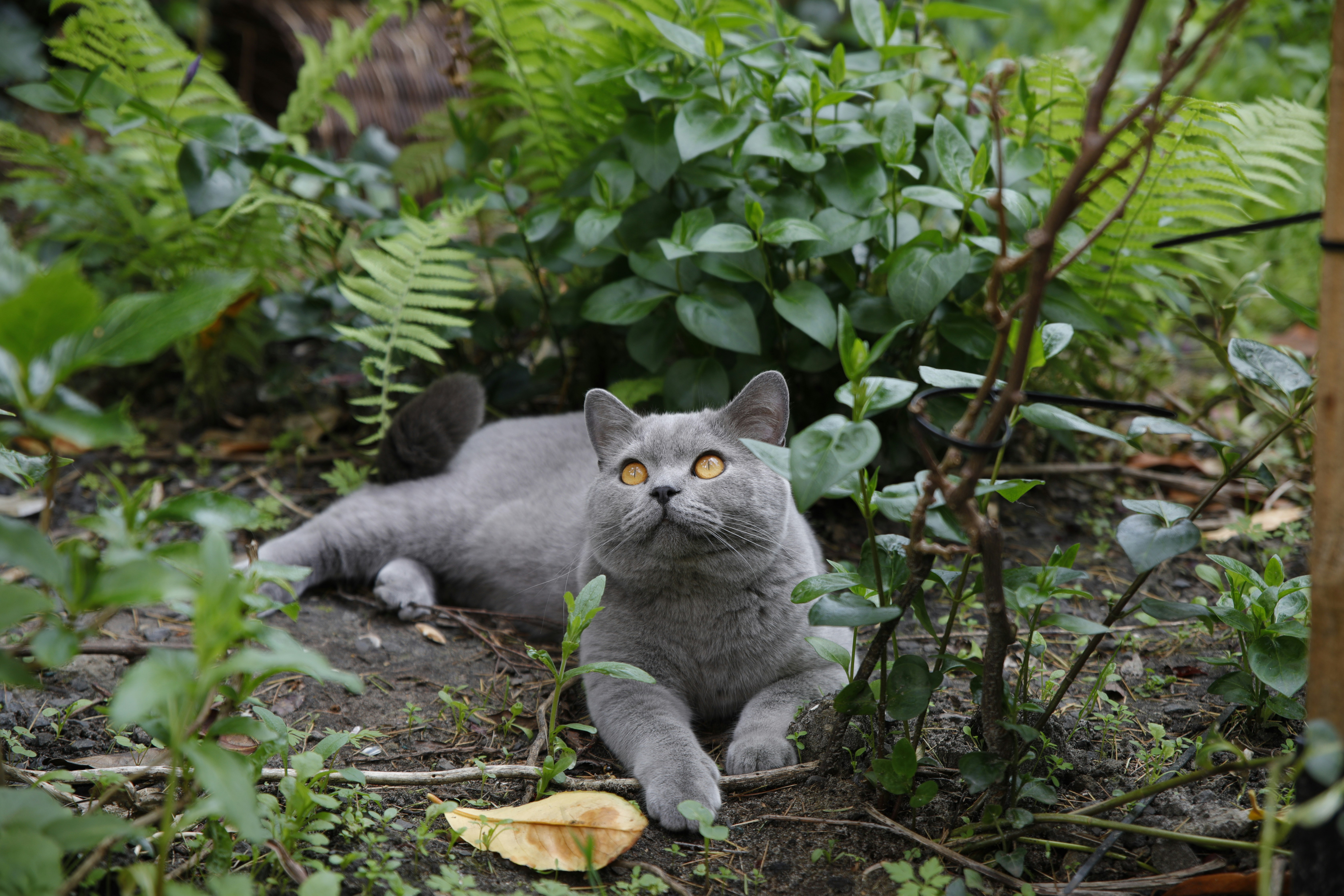 A gray cat laying on the ground next to a bush photo – Free Pet Image ...