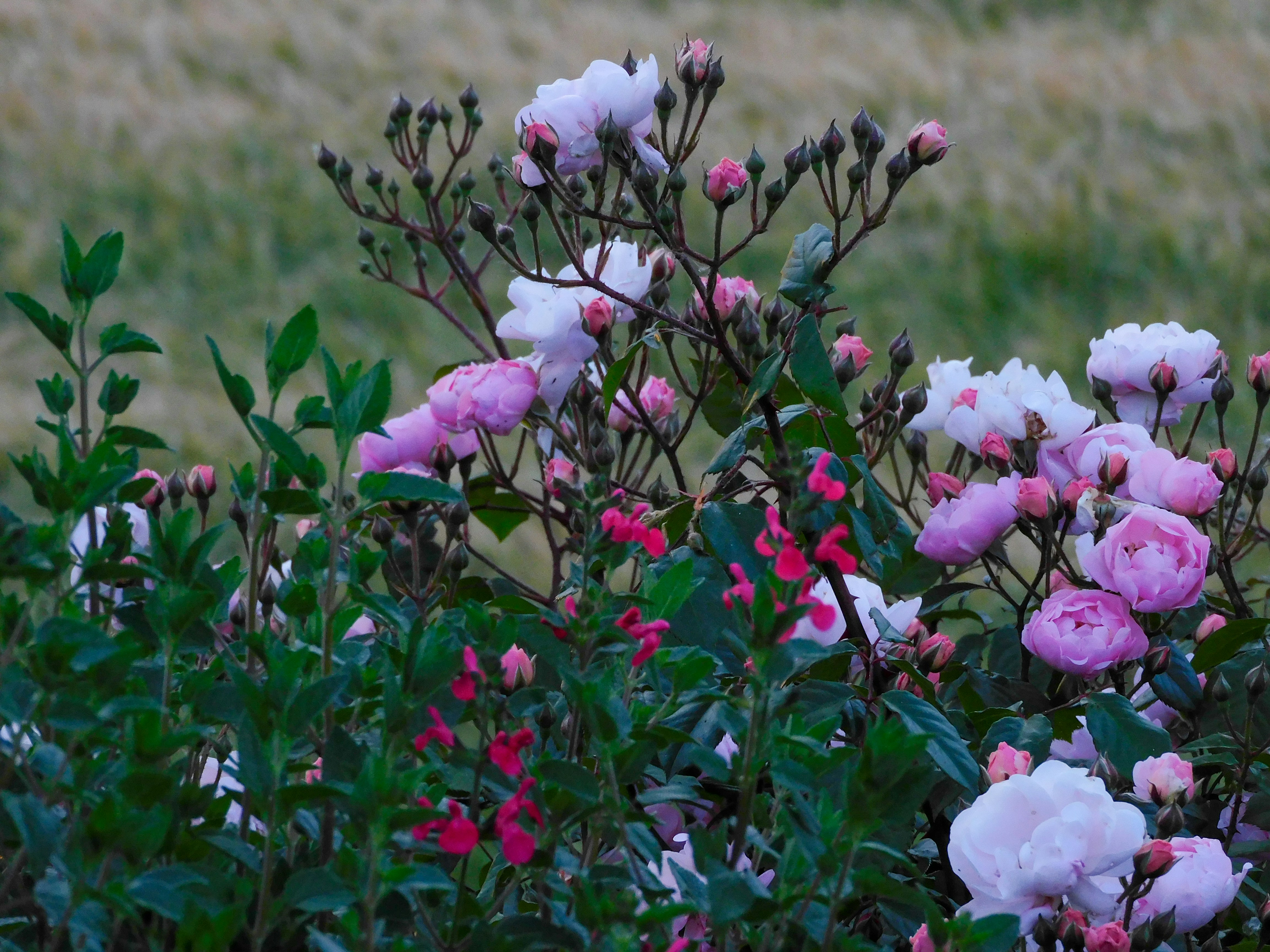A bush of pink and white flowers in a field photo – Free Spring Image ...