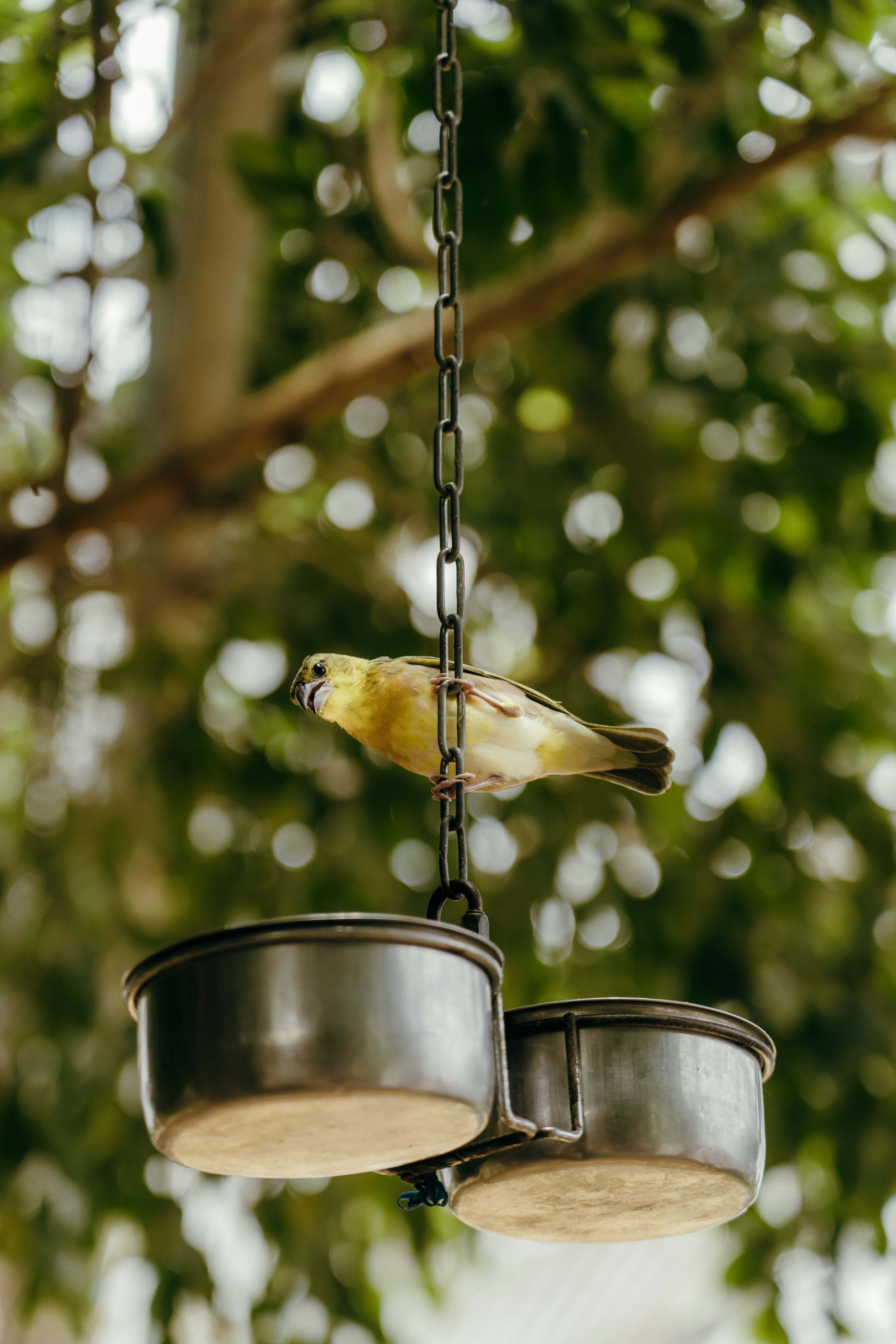 Golden Warbler on a Chain: A Quiet Moment Over Dual Feeder