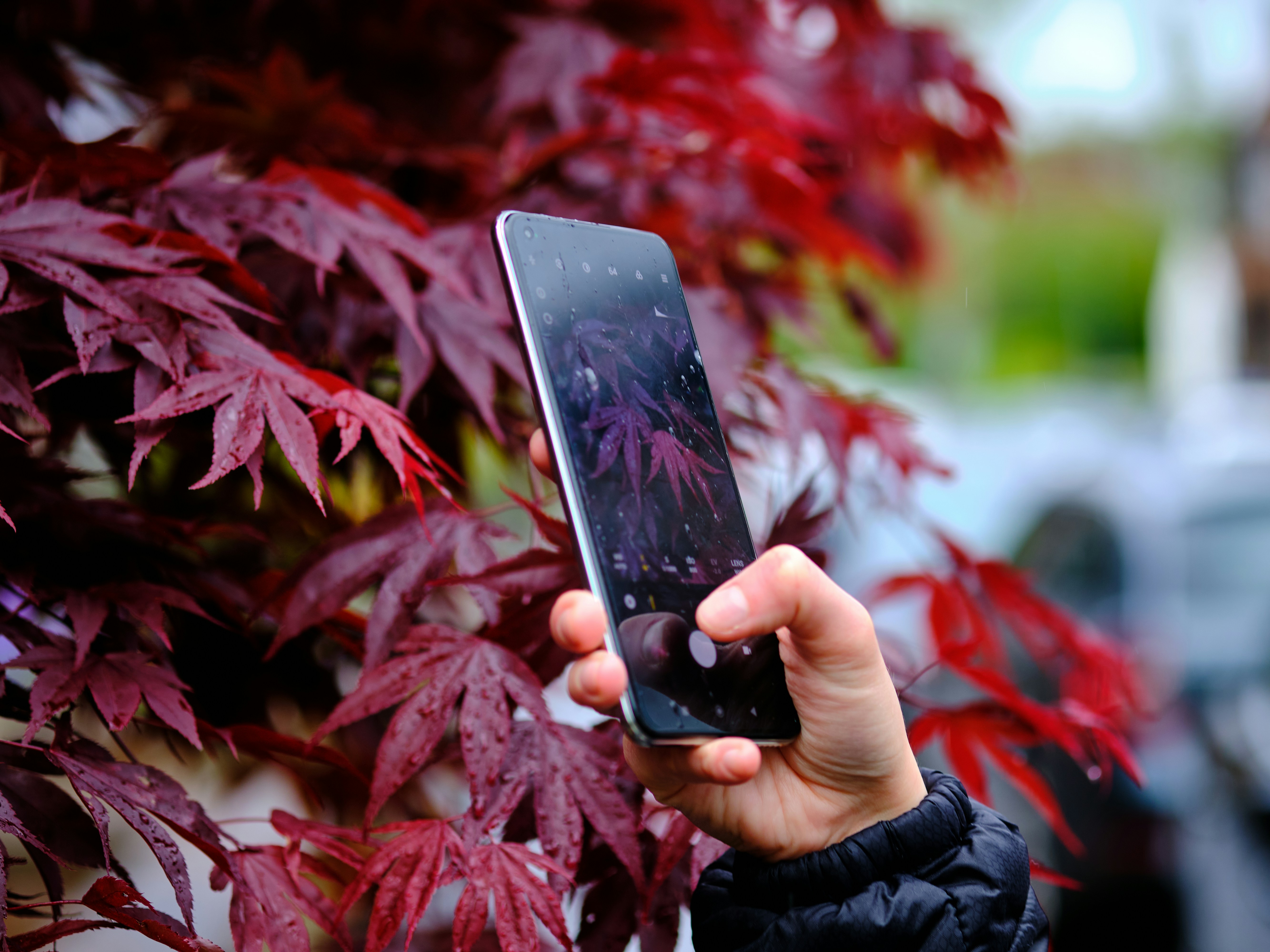Phone Portrait Framed by Crimson Maple Clusters