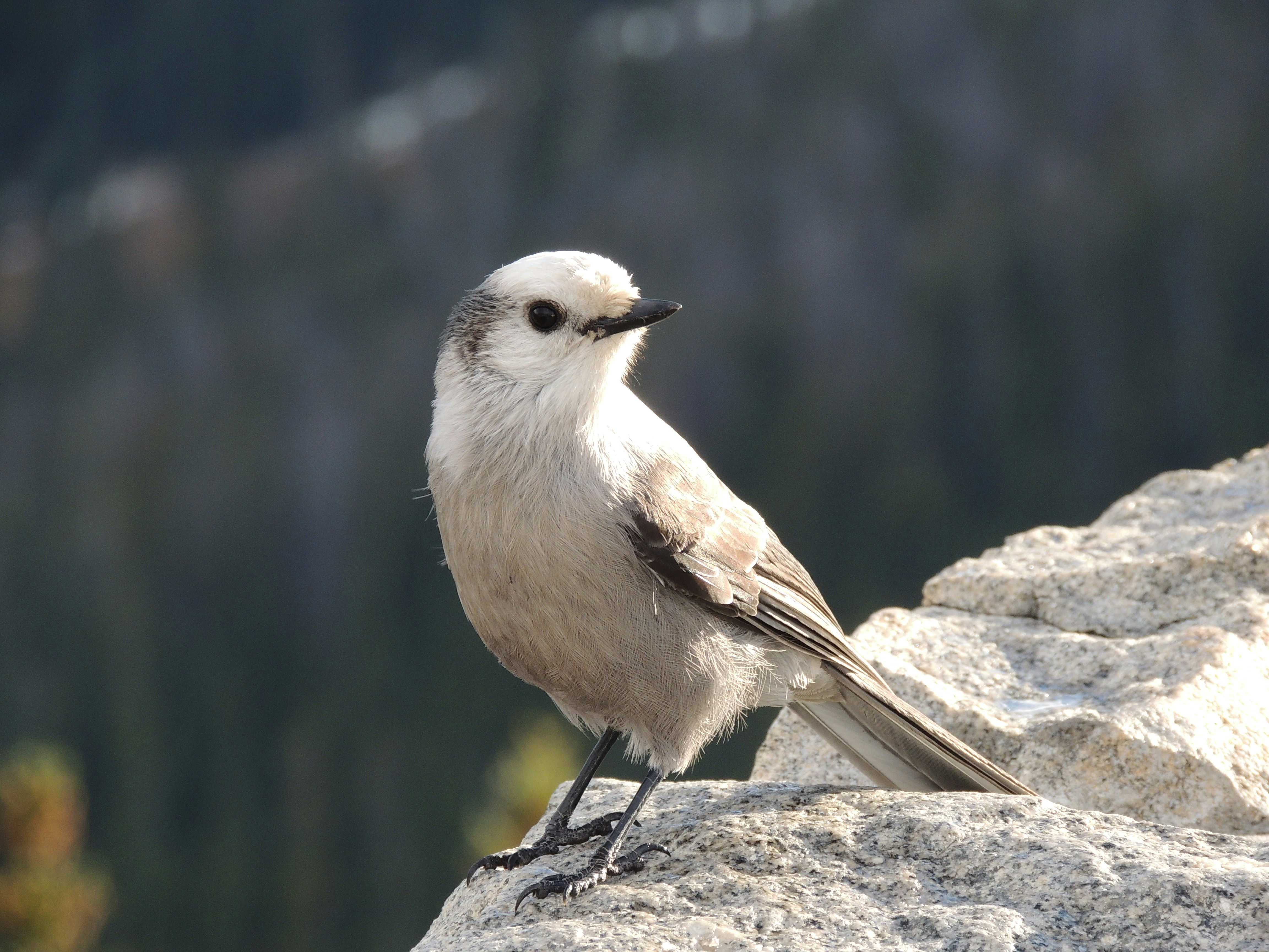 Photograph of a pale bird perched on a sunlit rock, with a softly blurred pine forest backdrop.