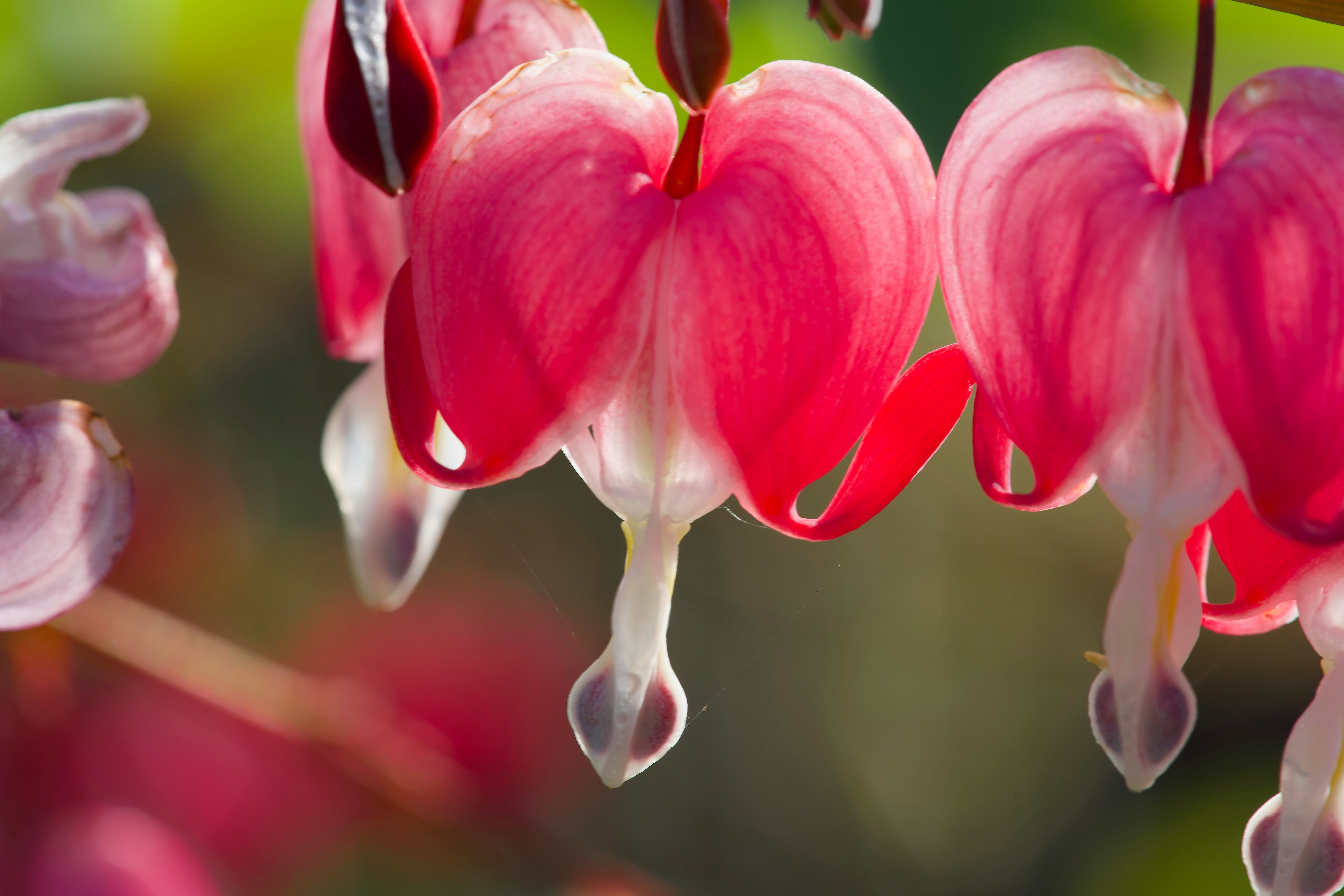 Fuschia | a group of pink flowers hanging from a branch