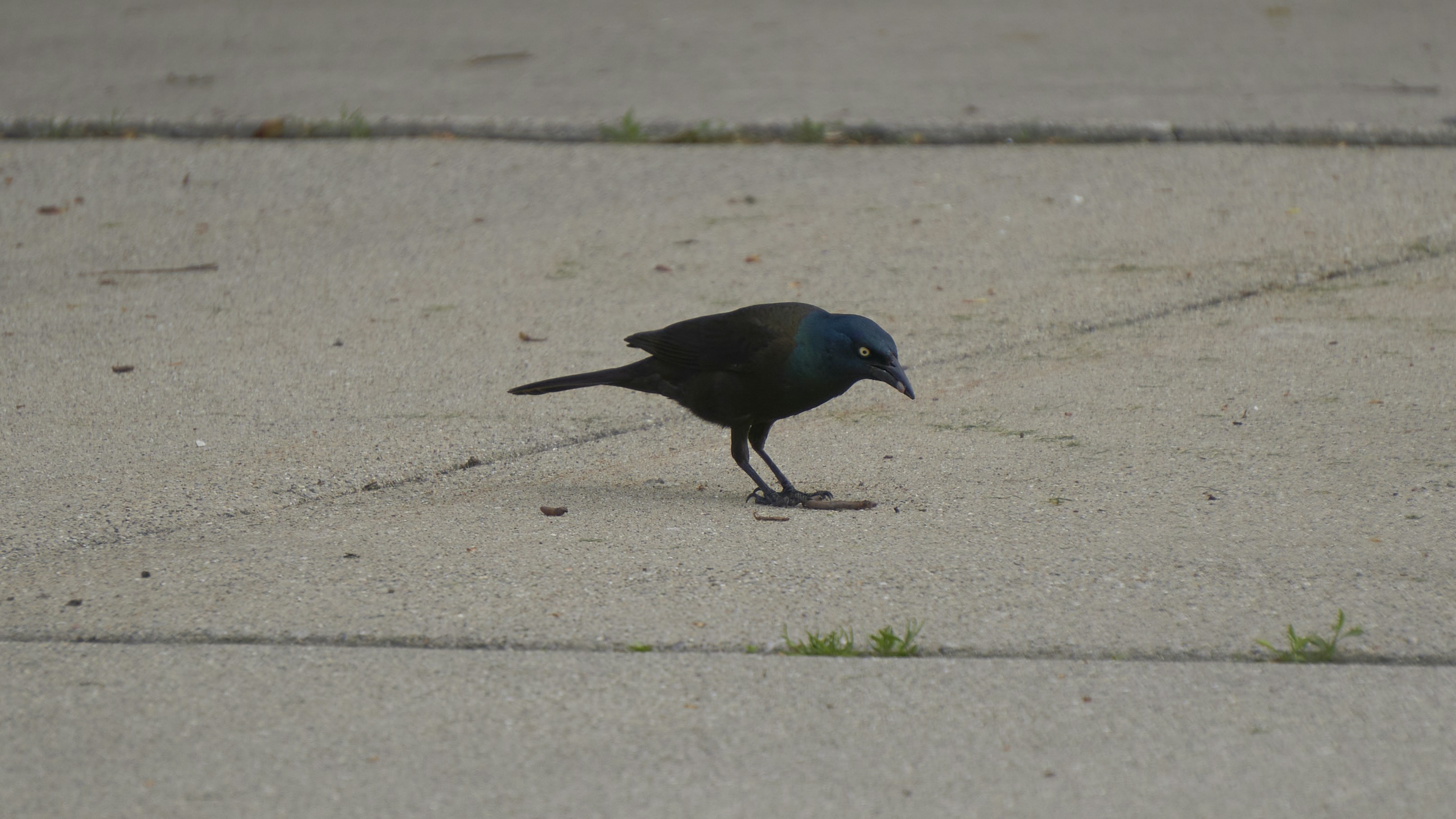 Azure-crest on a Concrete Stage