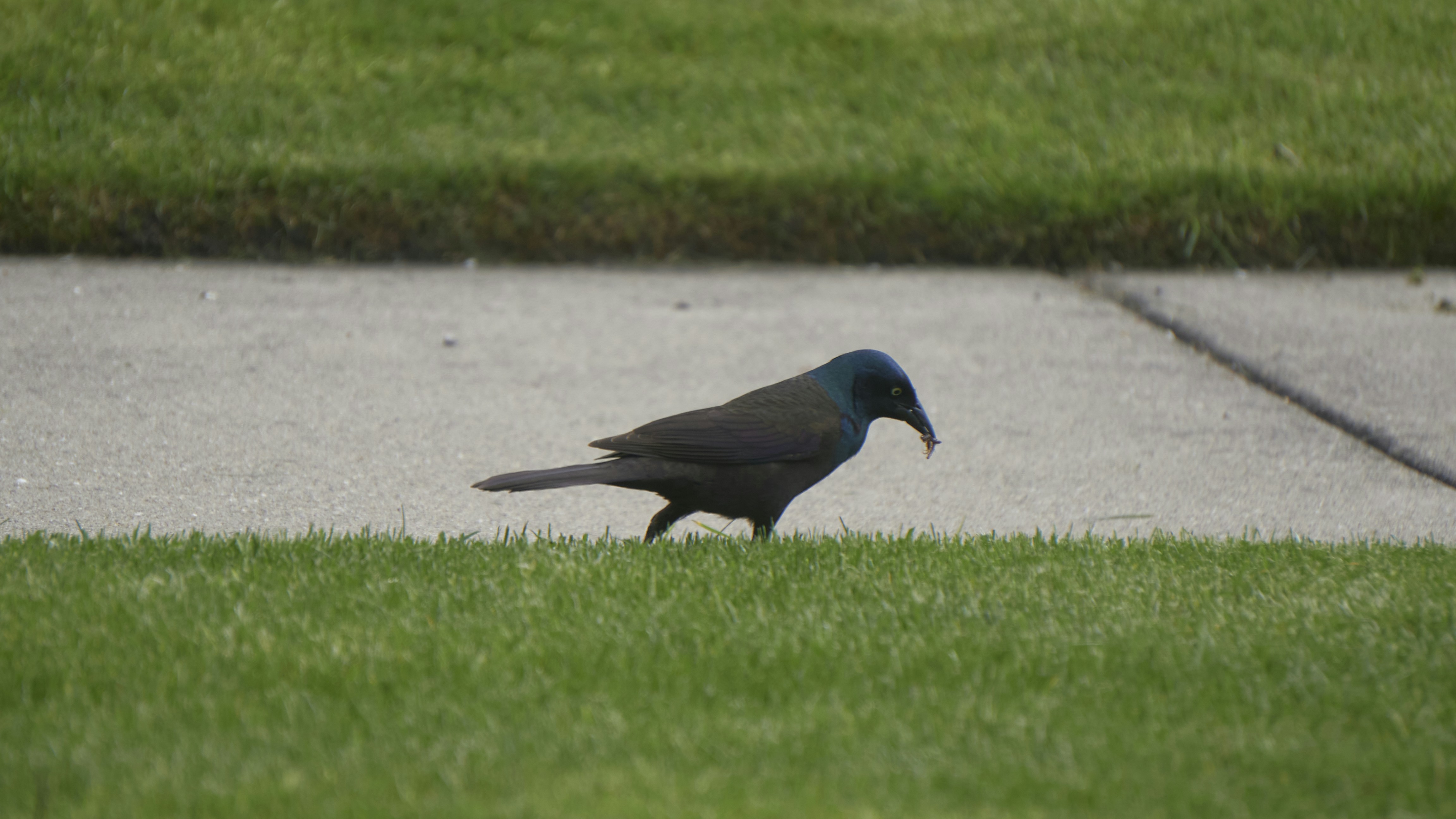 Midstride Crow on a Quiet Suburban Lawn