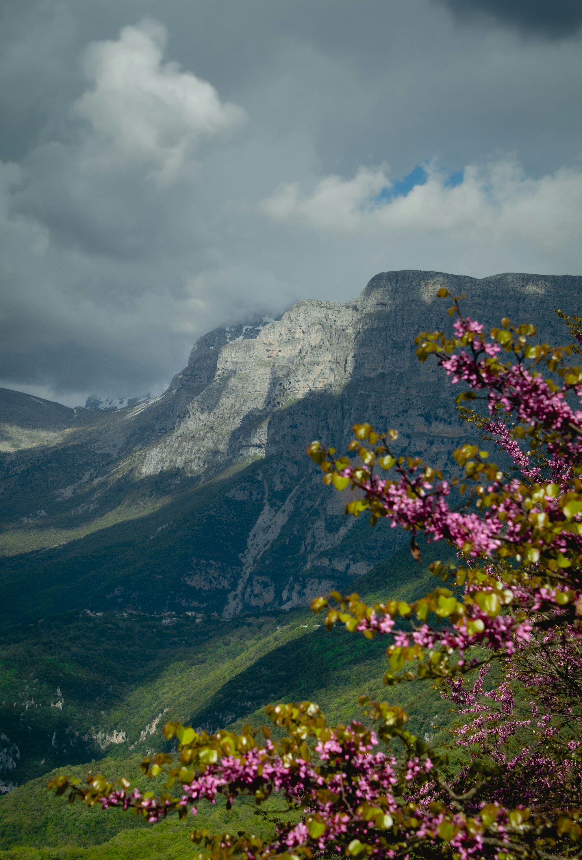 Pink Bloom Framing a Limestone Crest Under Brooding Clouds