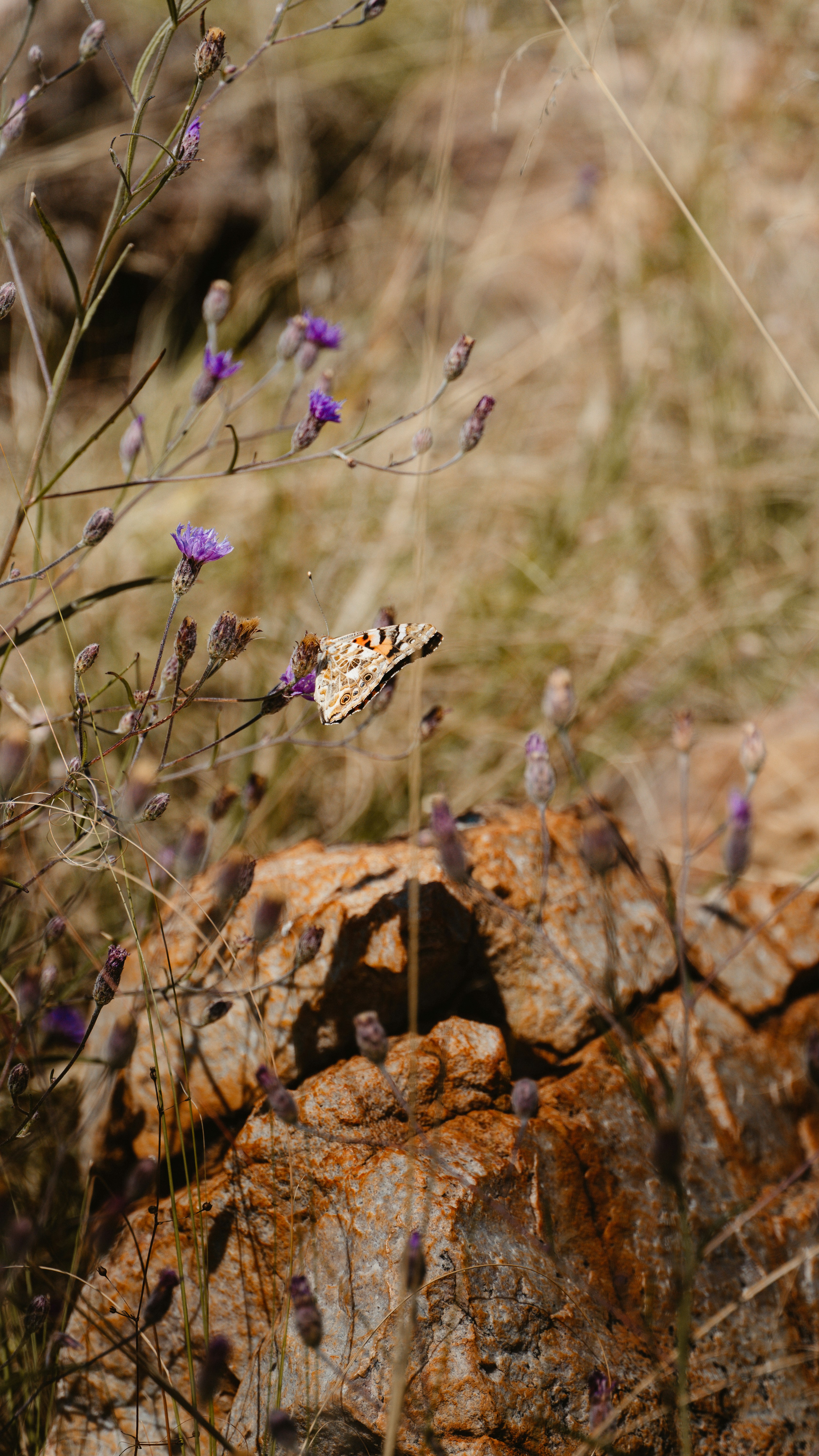 Butterfly on a Weathered Rock Amid Purple Buds in a Sunlit Meadow