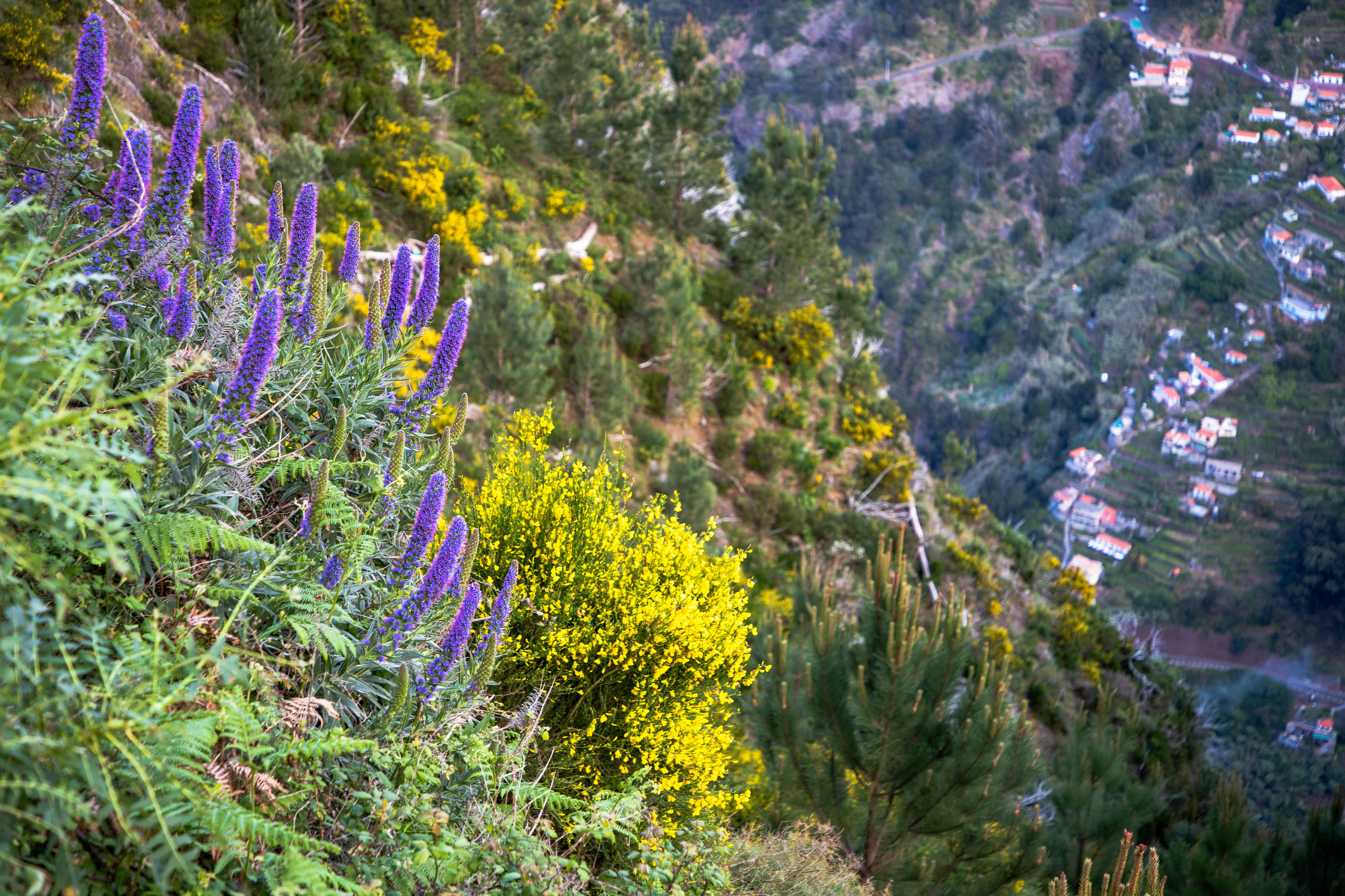 Purple Spires Over a Cliffside Bloom