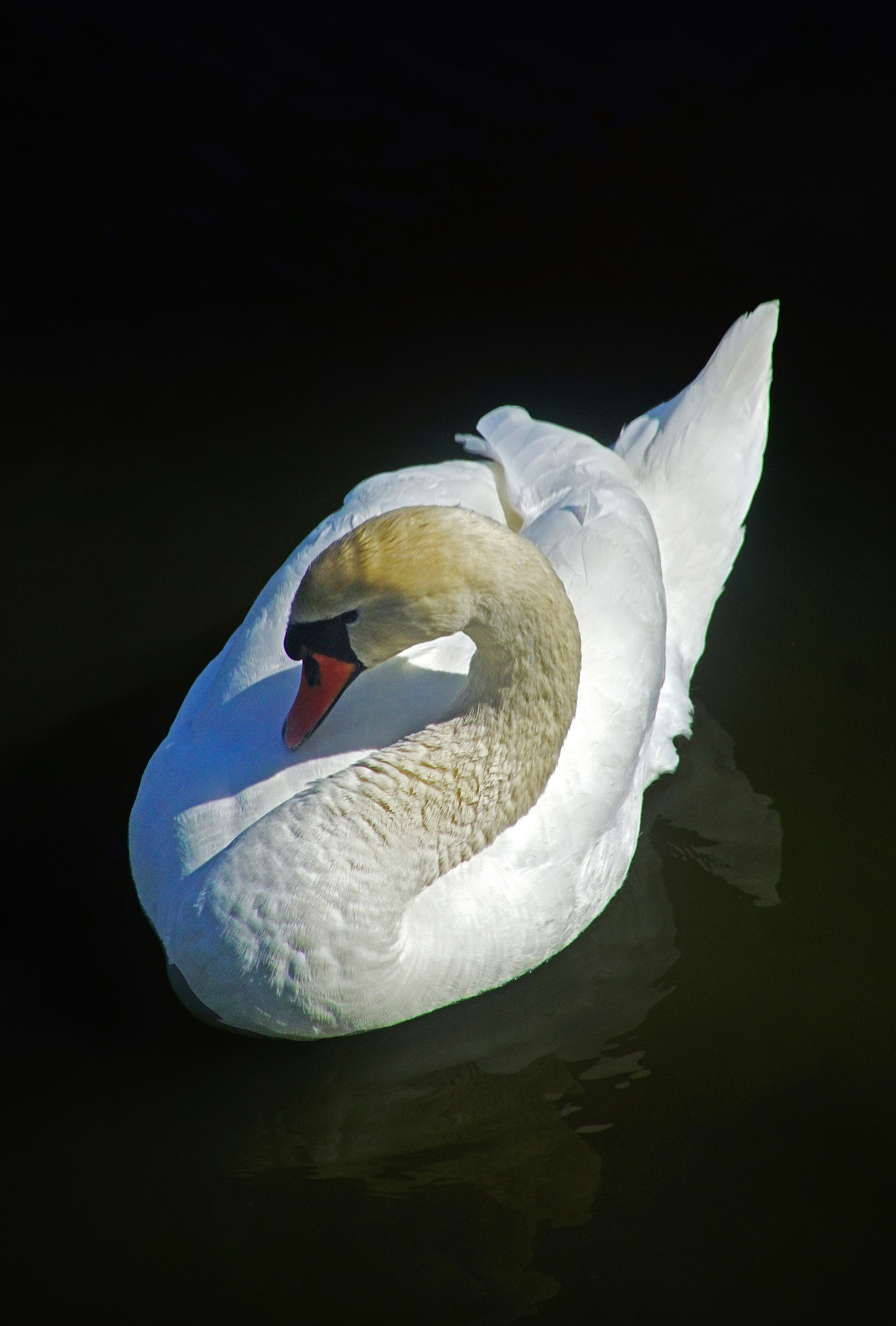 A swan reflecting on the triviality of life in Helsinki, Finland. Photo taken on May 7, 2023.