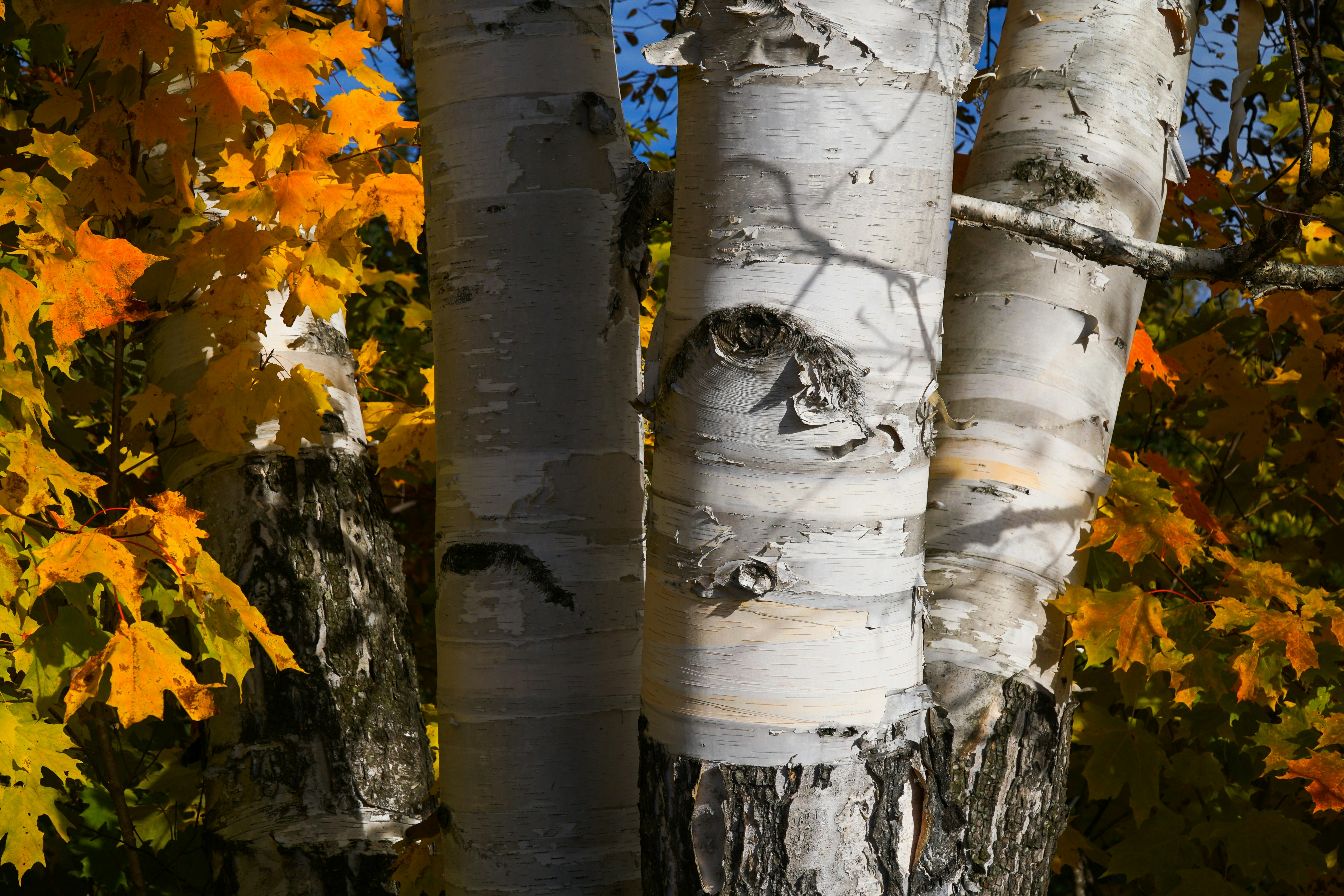 Birch Trunk Portrait: Sunlit Circus of Autumn Leaves