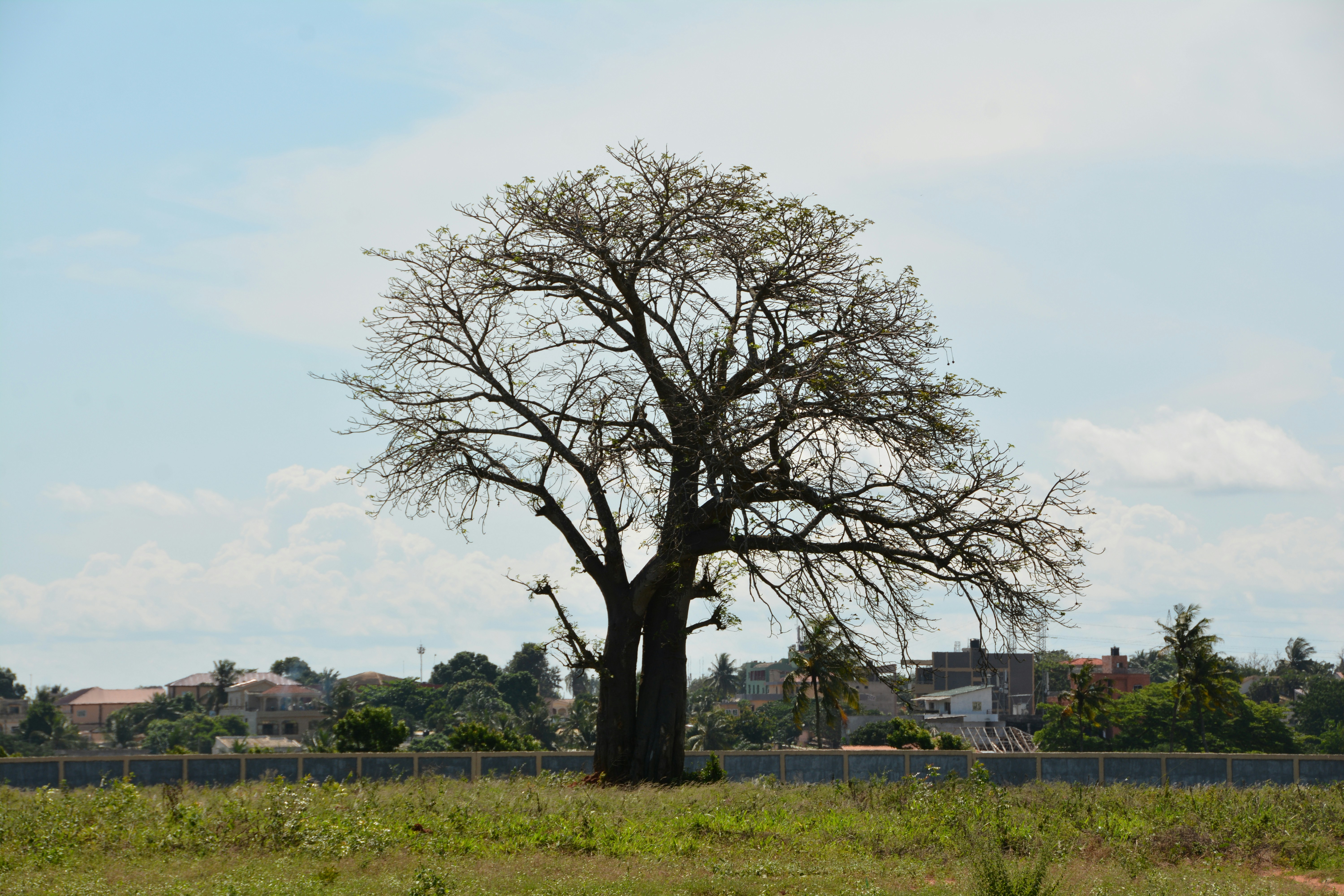 The Arboreal Sentinel at the Suburban Plain