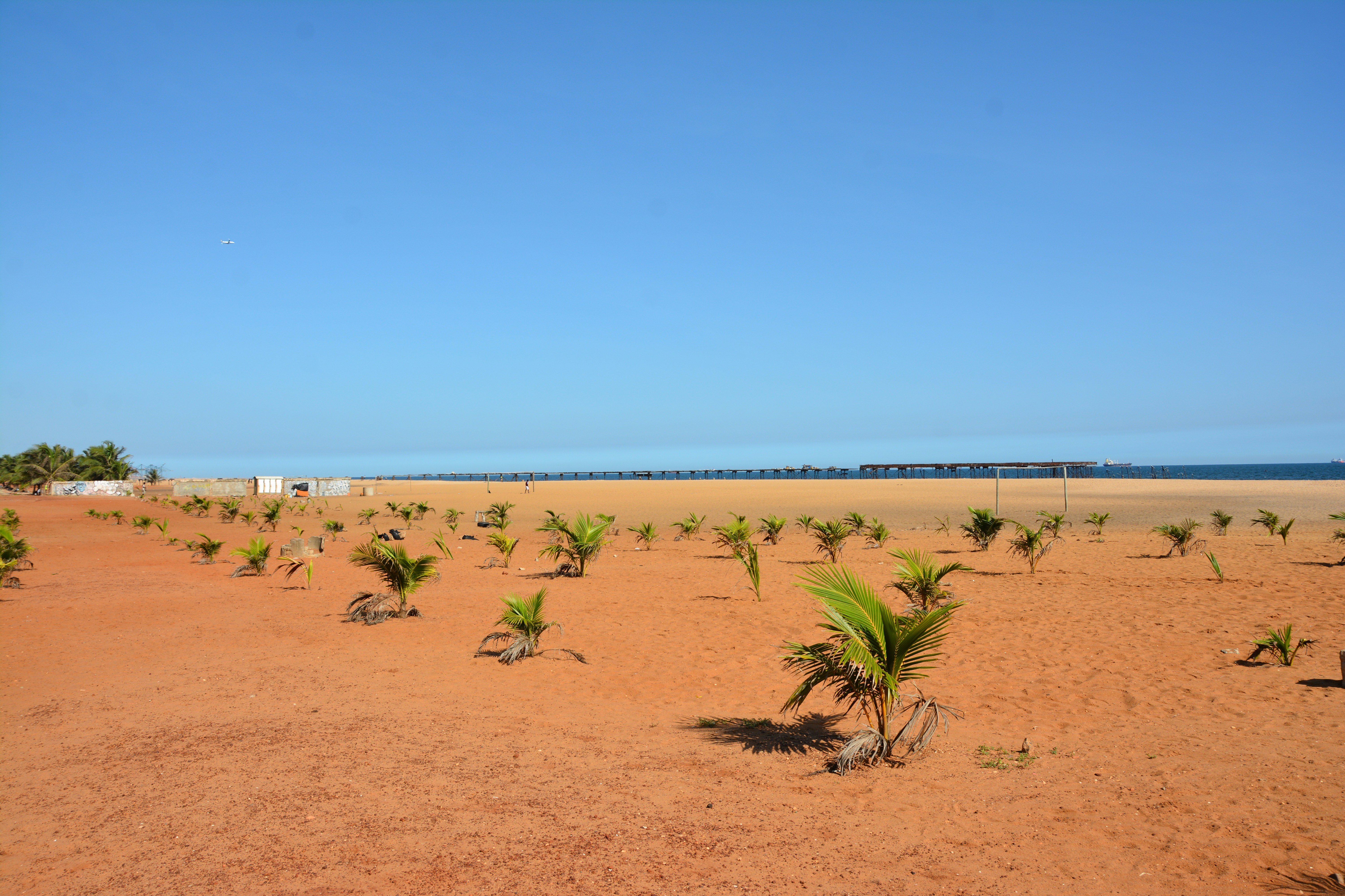 Deserted Warmth: A Quiet Beach with Sprouting Palmlets
