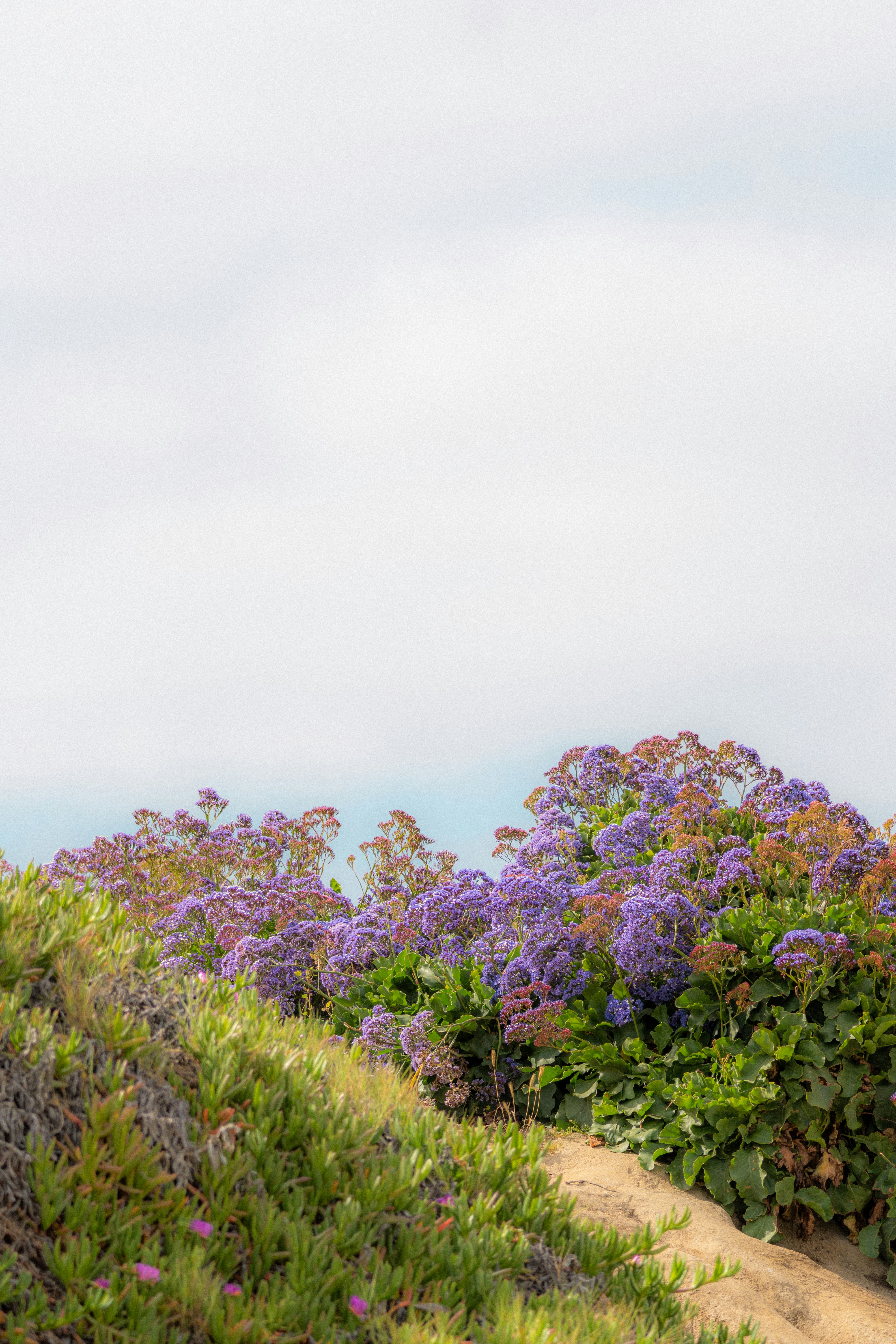 Coastal Hydrangea Crown at the Dune's Edge