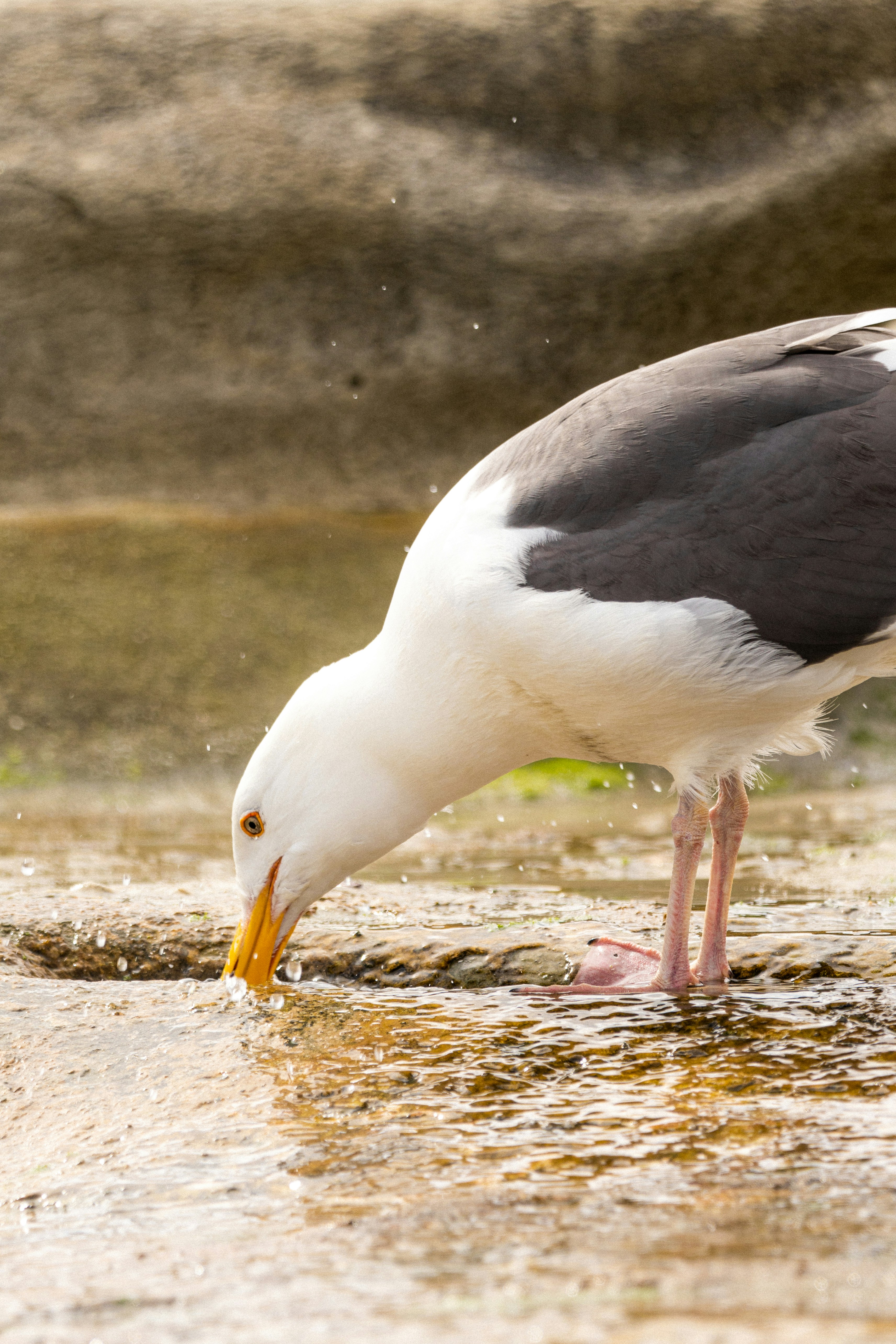 Gull's Sunlit Sip at the Riverside Edge