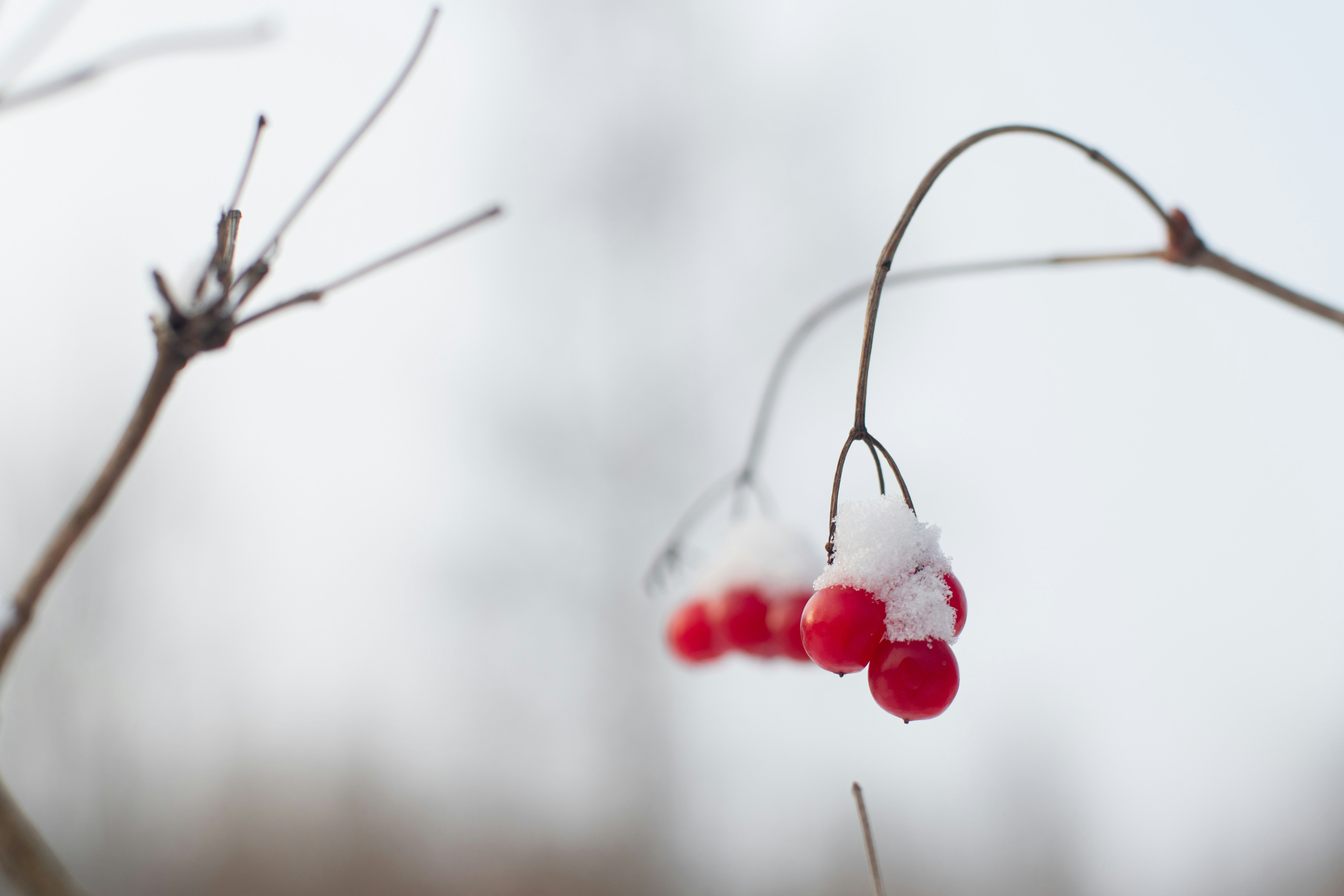 Snow-kissed Crimson Berries Cling to a Sparse Winter Branch